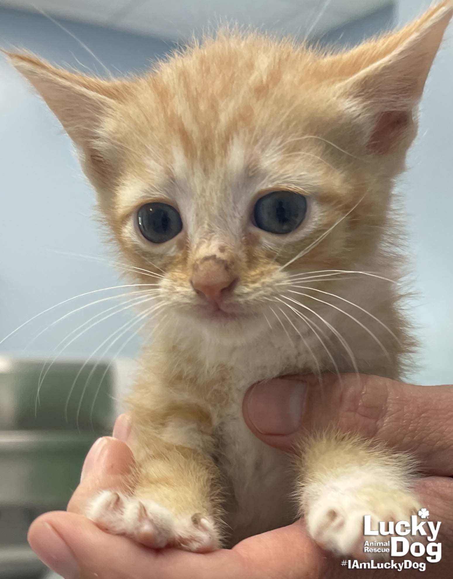 Cats for Adoption in Stafford County, Virginia | Alpha Paw