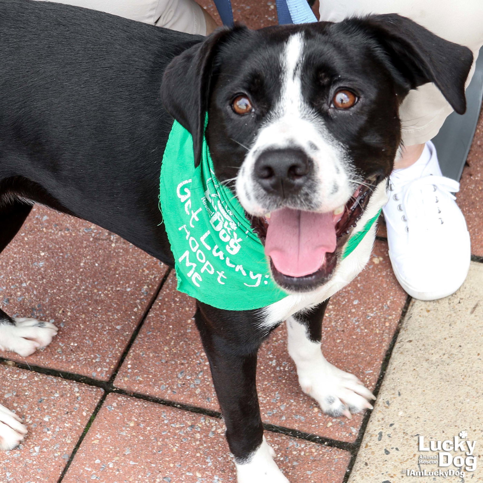 Dog for Adoption - Zoie, a Labrador Retriever in Towson, MD | Alpha Paw