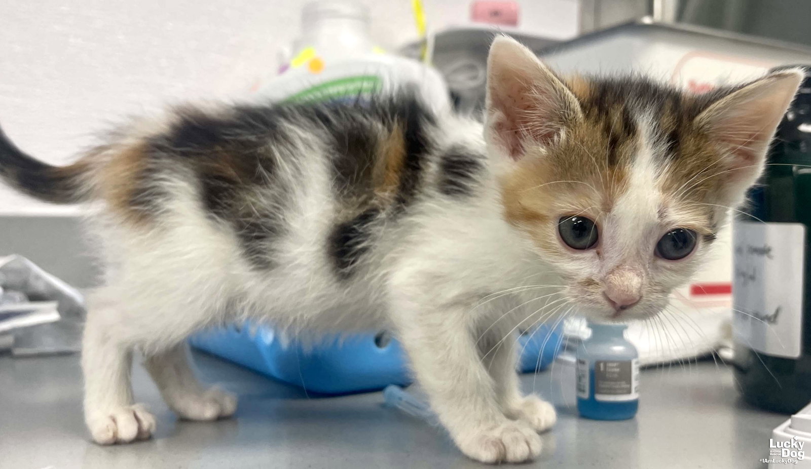 Cats for Adoption in Dulles Town Center, Virginia | Alpha Paw