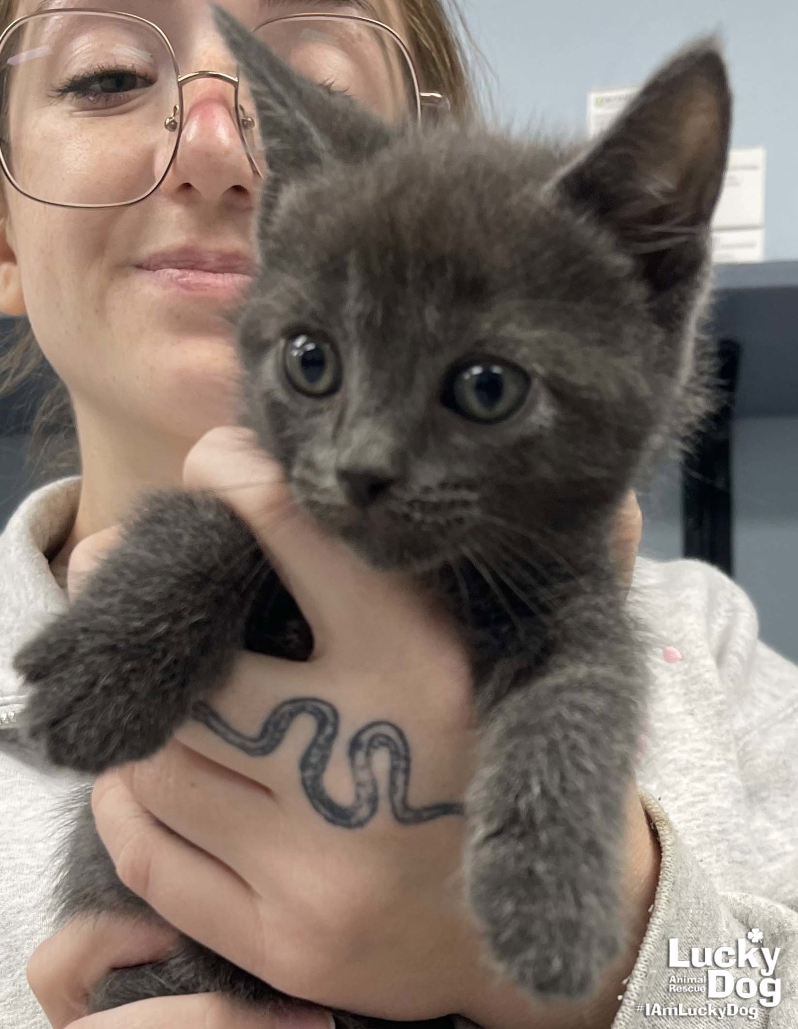 Cats for Adoption in Prince Georges County, Maryland | Alpha Paw