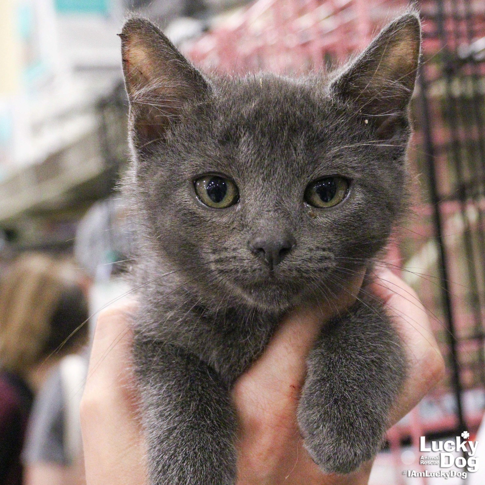 Cats for Adoption in Prince Georges County, Maryland | Alpha Paw