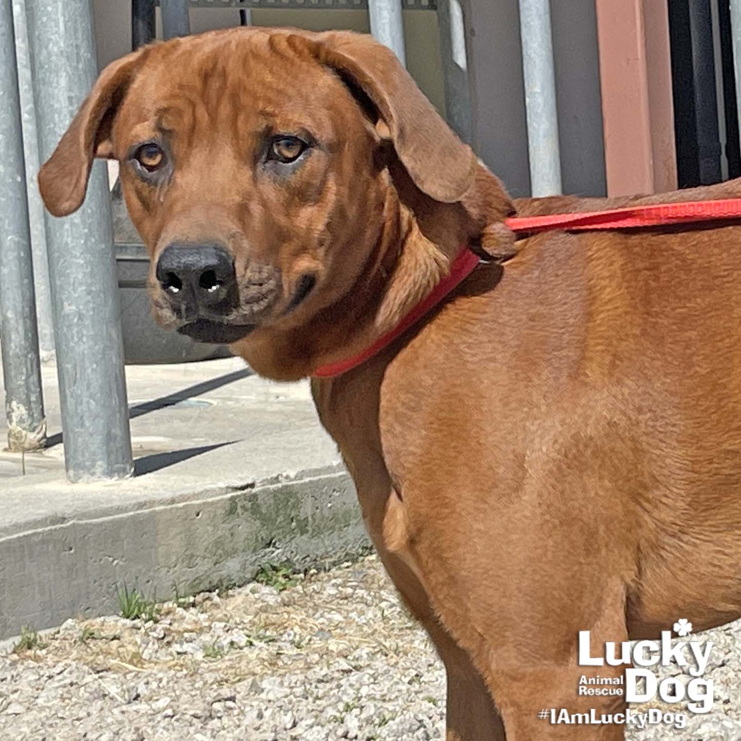 Dog for Adoption - Red, a Labrador Retriever in Brandywine, MD | Alpha Paw