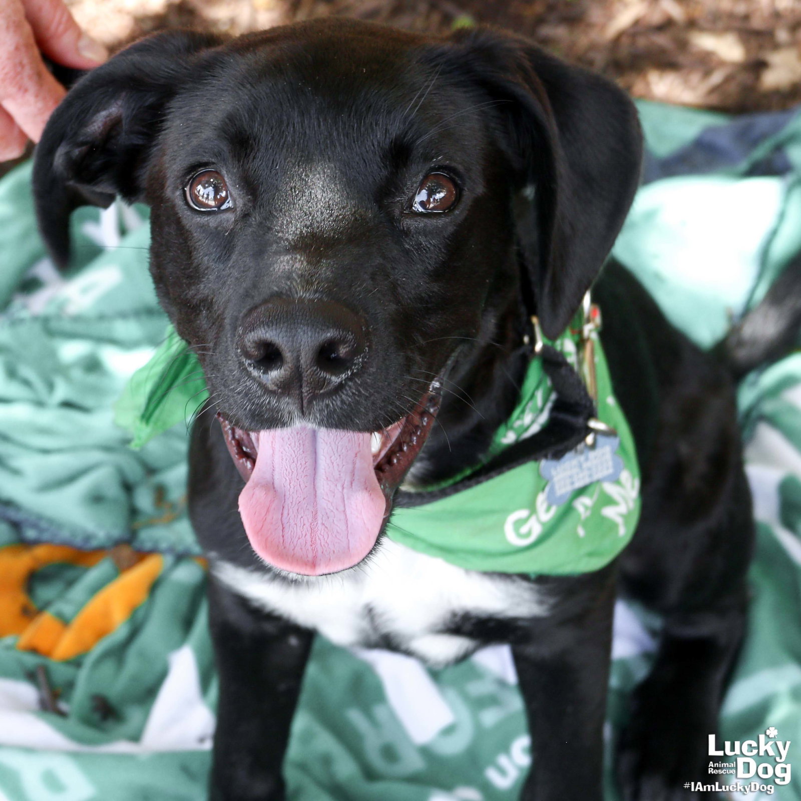 Dog for Adoption - Jeb, a Retriever in Howard County, MD | Alpha Paw