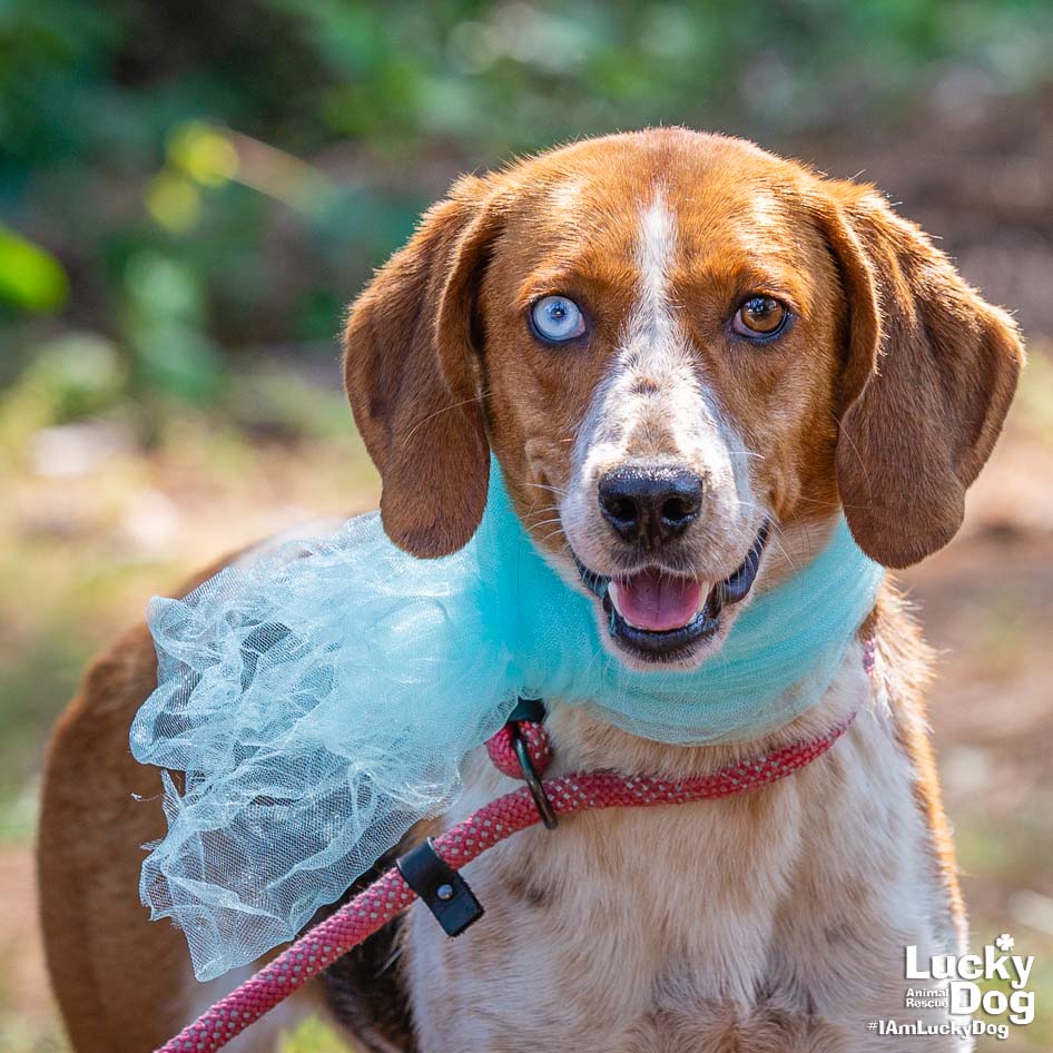 Adopt | Lucky Dog Animal Rescue