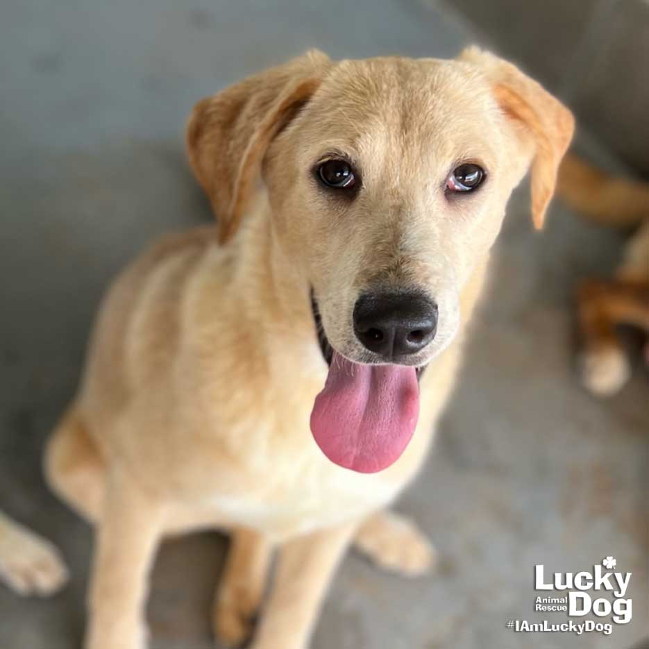 Adopt | Lucky Dog Animal Rescue