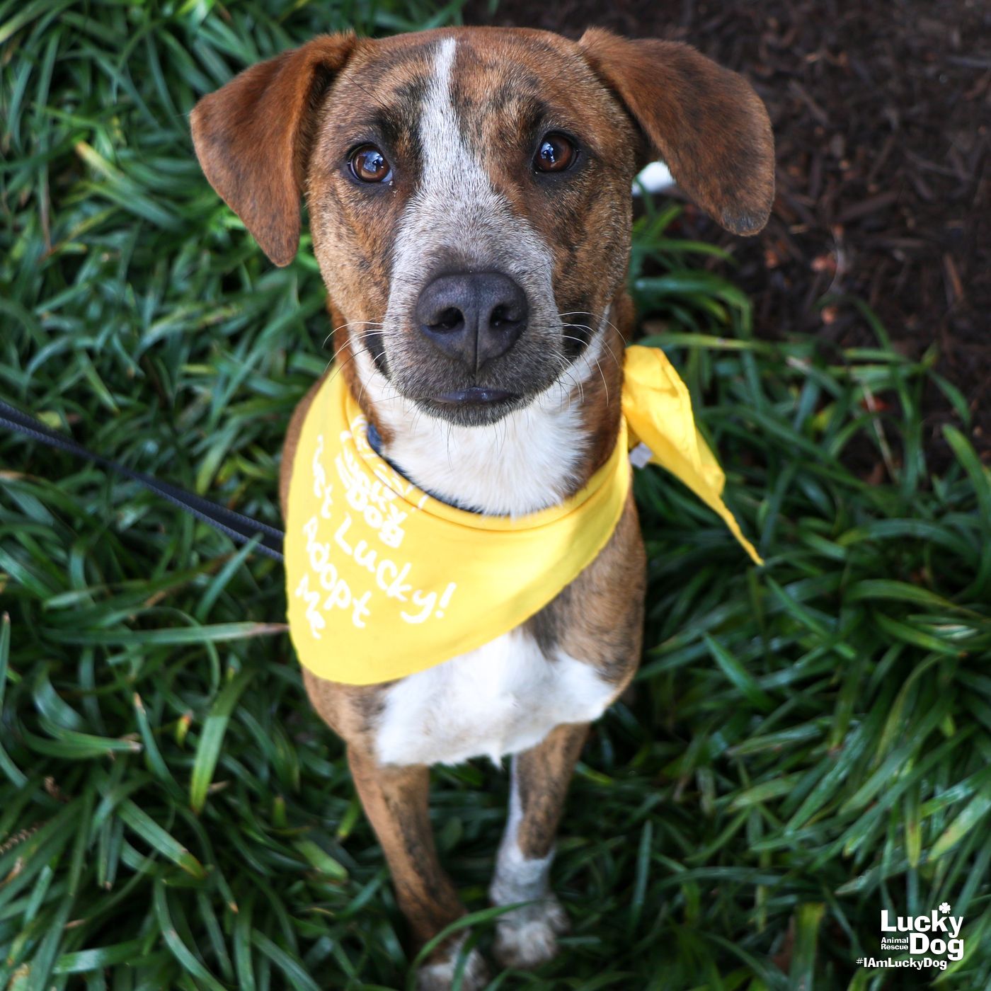 Adopt | Lucky Dog Animal Rescue