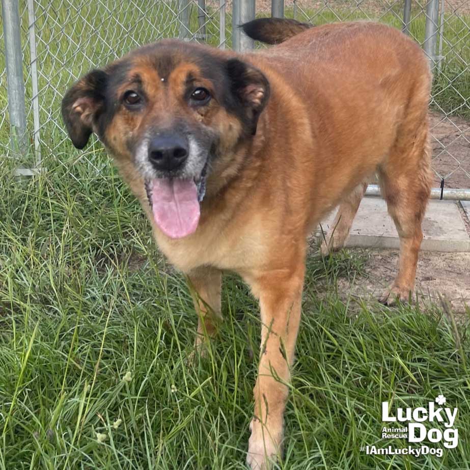 Adopt | Lucky Dog Animal Rescue