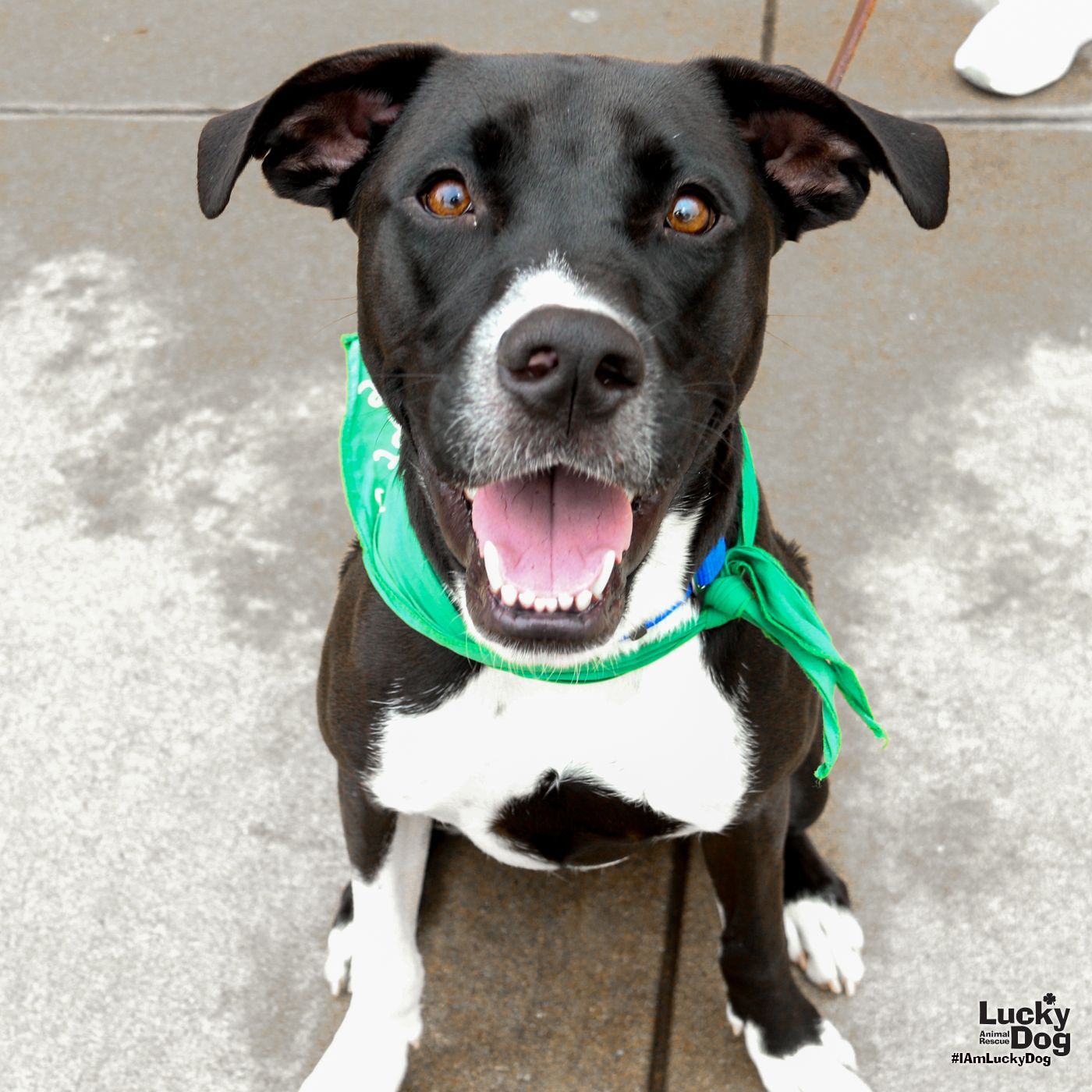 Adopt | Lucky Dog Animal Rescue