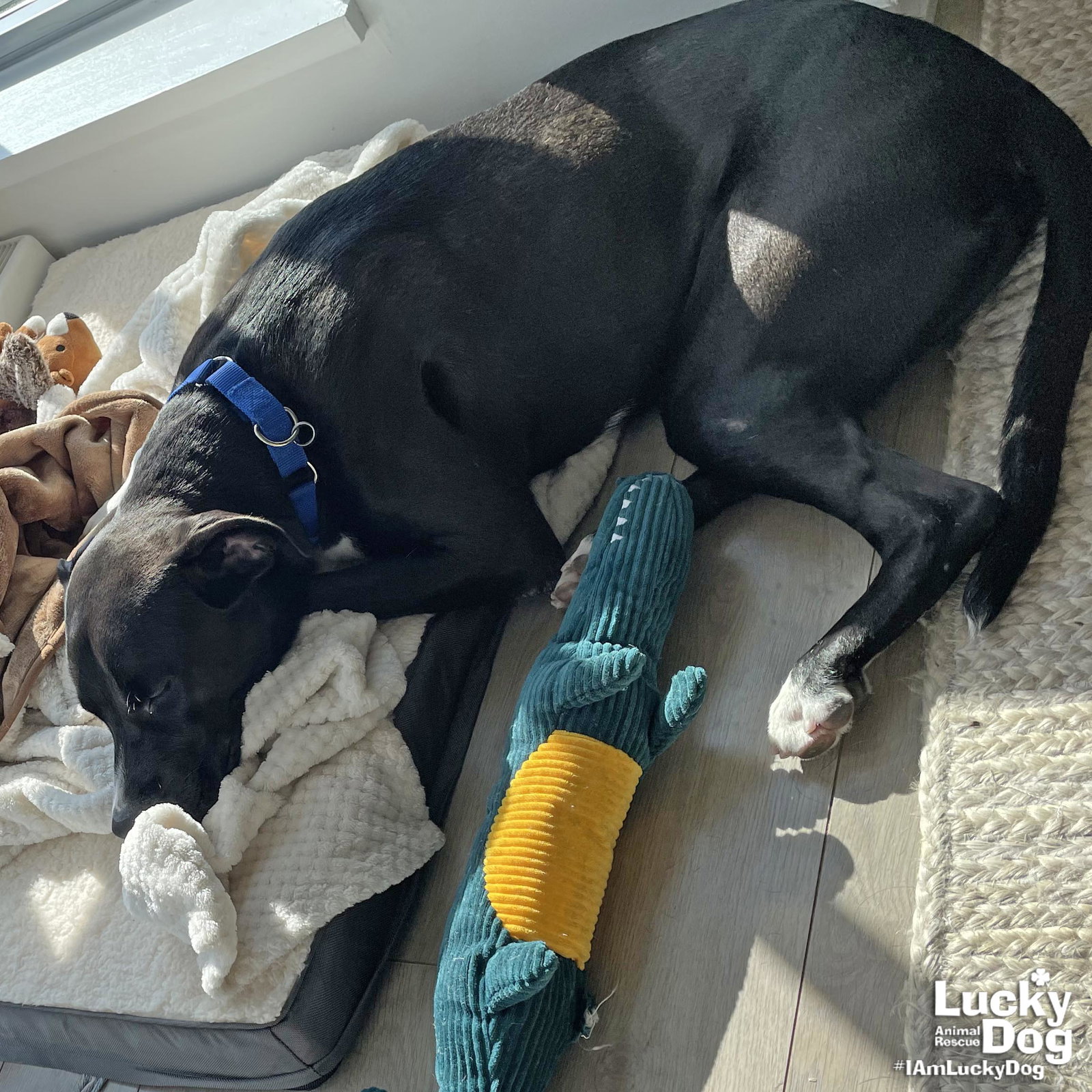 Dog for Adoption - Ace, a Labrador Retriever in Hyattsville, MD | Alpha Paw