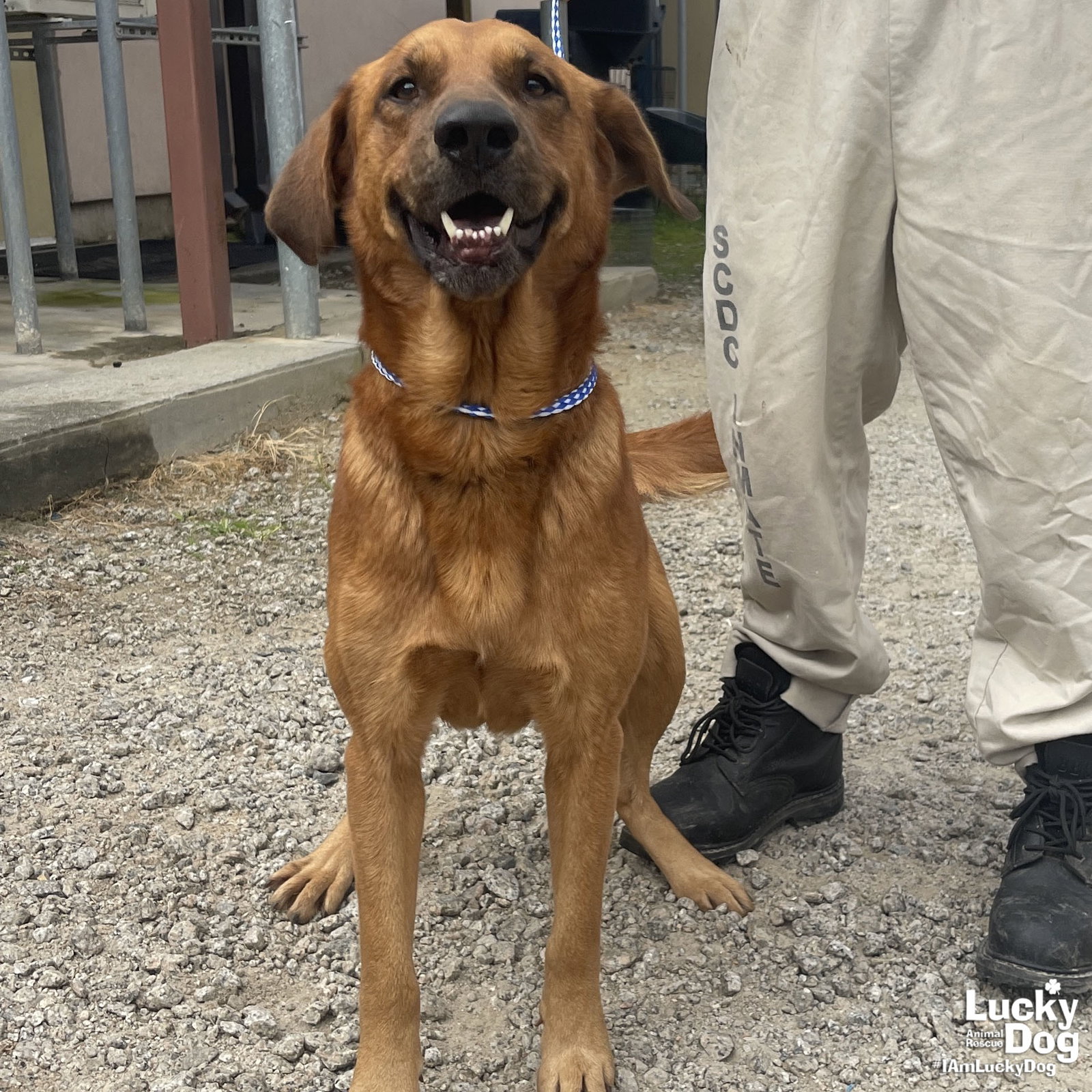 Adopt | Lucky Dog Animal Rescue