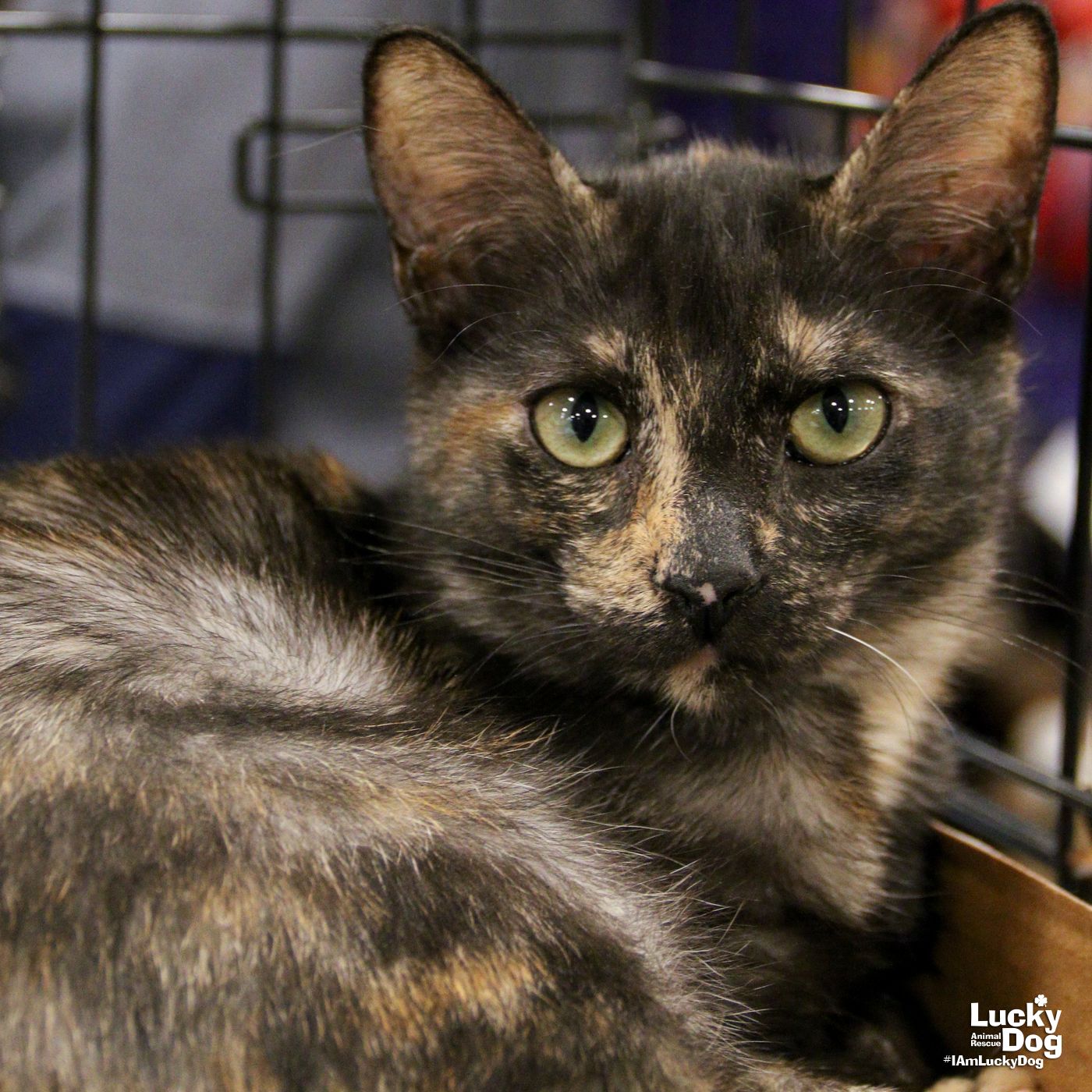 Cat adoption in Washington DC 20002: Domestic Short Hair ...