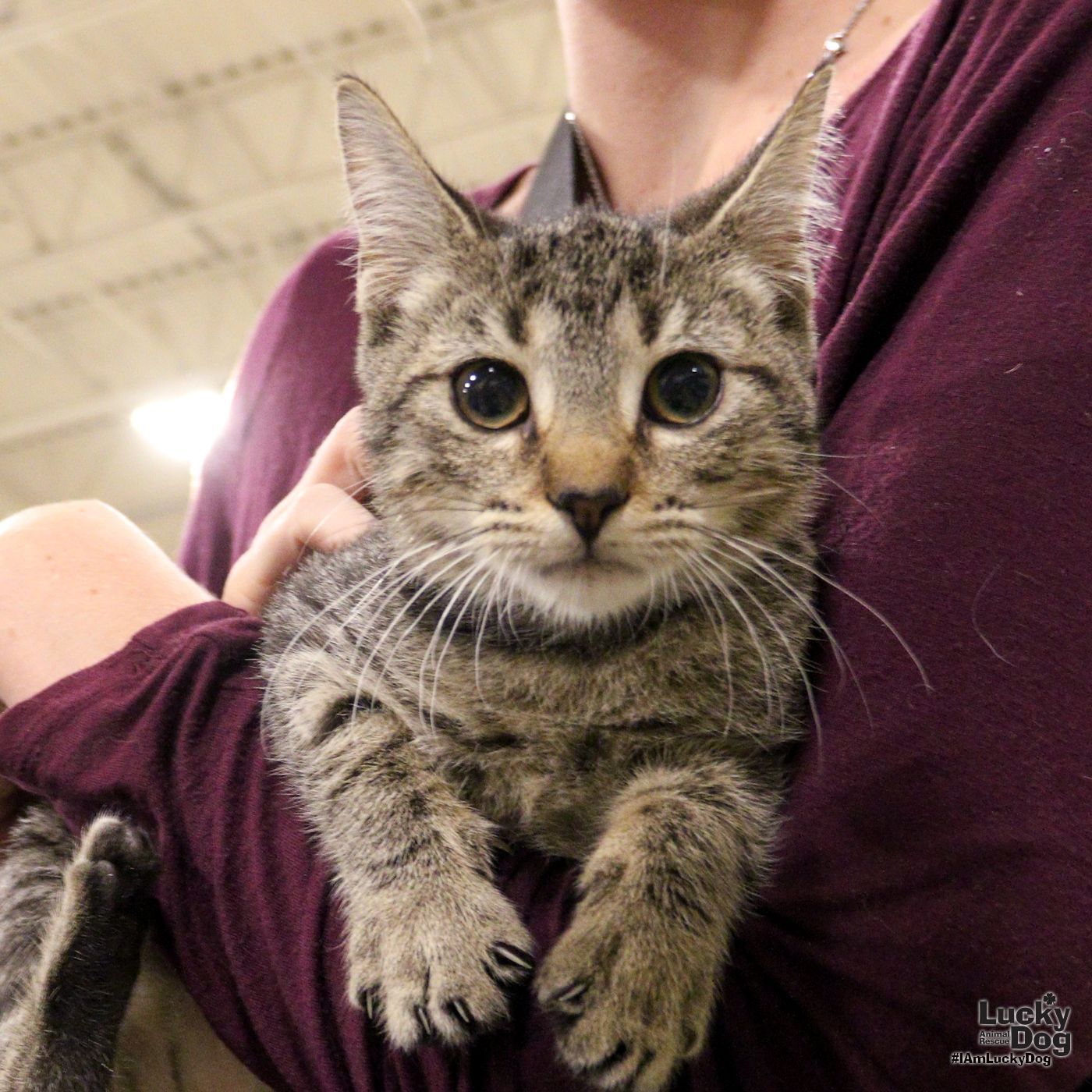 Cat adoption in Washington DC 20002: Domestic Short Hair / Tabby ...