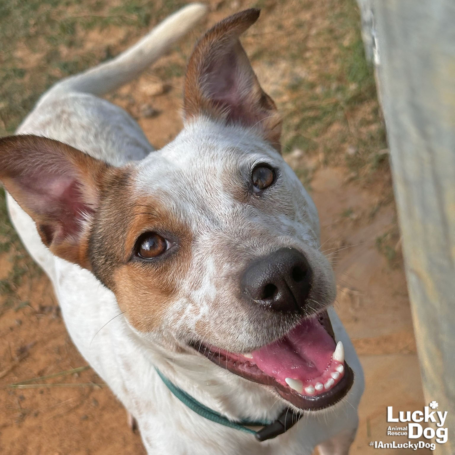 Dog for Adoption - Yari, a Red Heeler in Germantown, MD | Alpha Paw