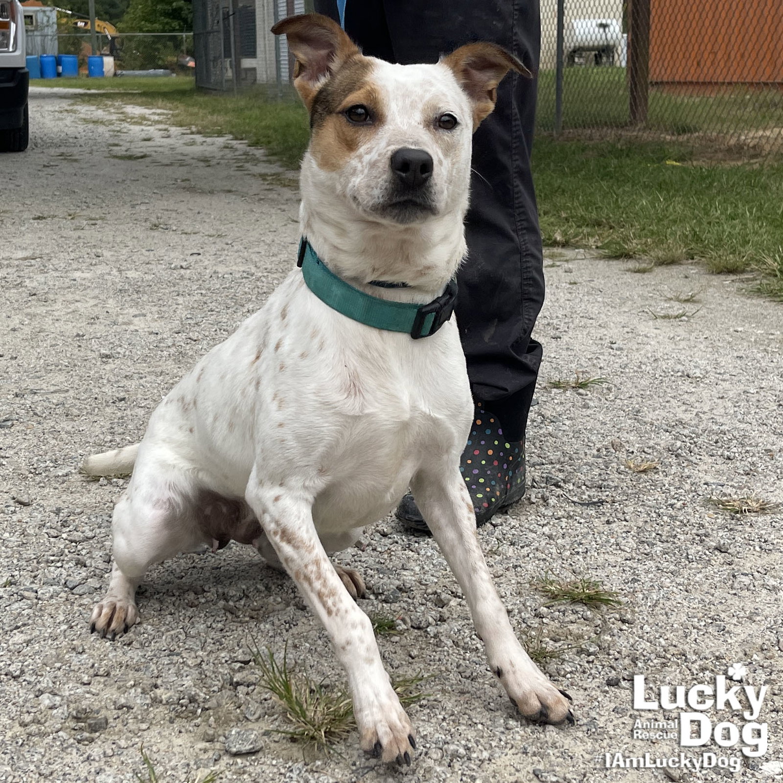 Dog for Adoption - Yari, a Red Heeler in Germantown, MD | Alpha Paw
