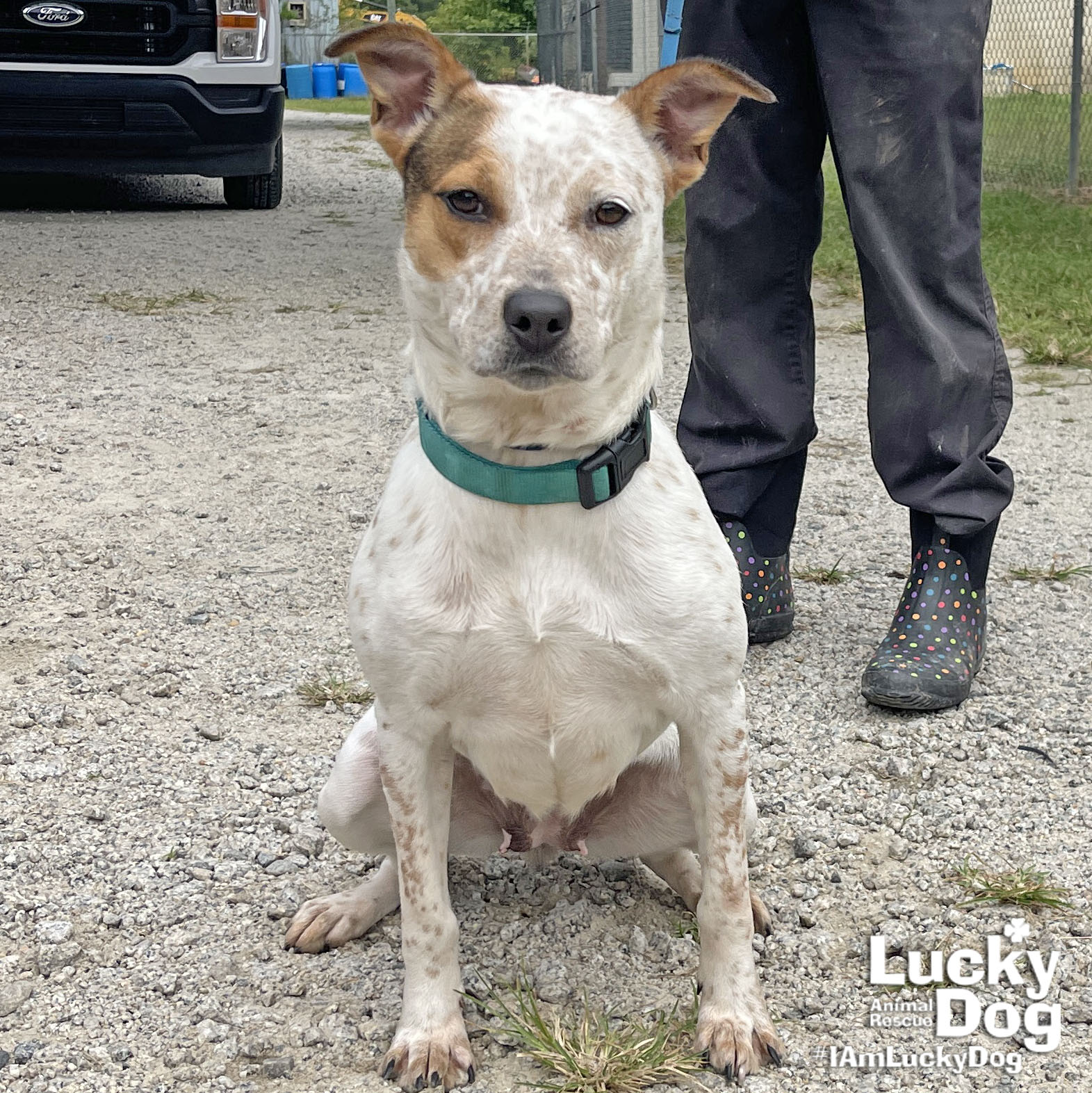 Dog for Adoption - Yari, a Red Heeler in Germantown, MD | Alpha Paw