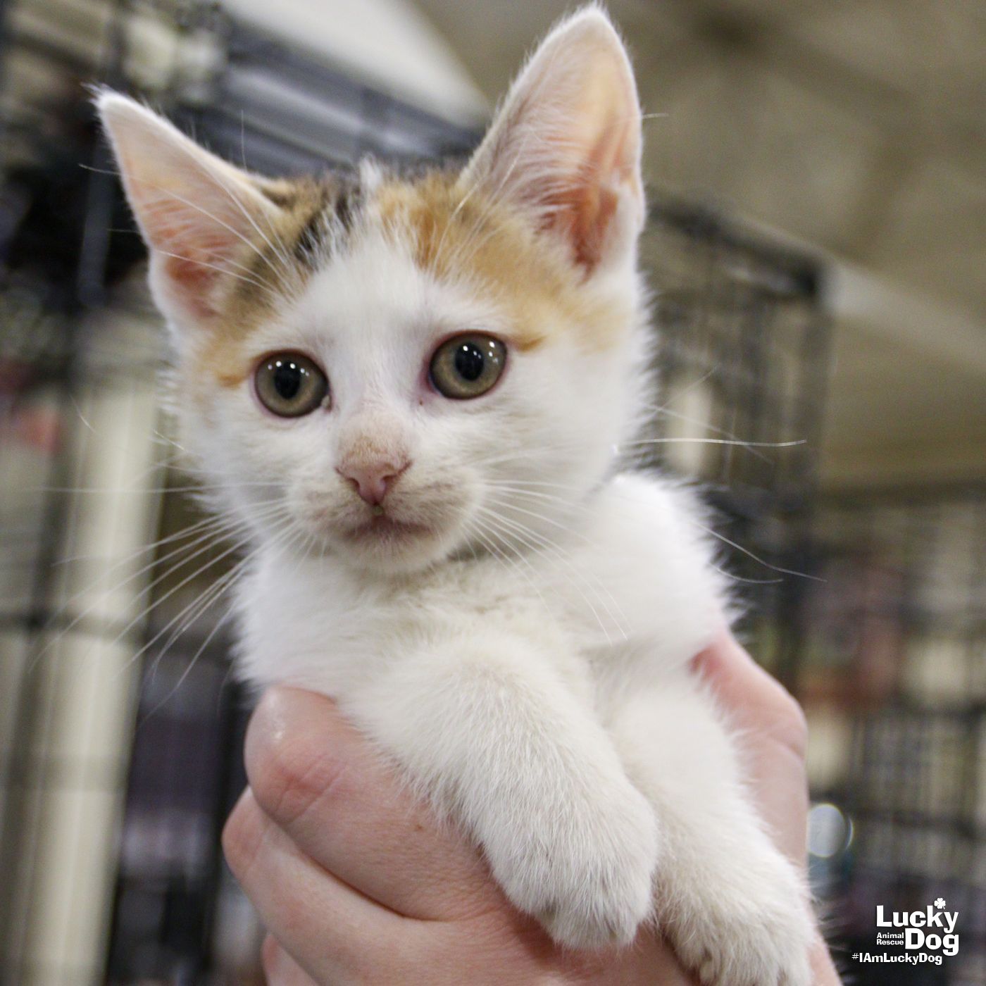 Cat adoption in Washington DC 20002: Domestic Short Hair / Calico ...