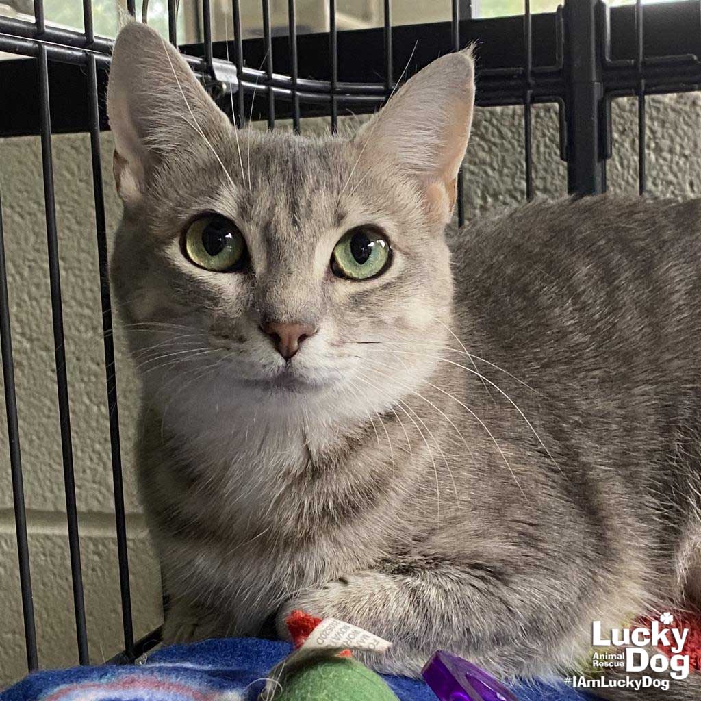 Cat adoption in Washington DC 20002: Domestic Short Hair / Tabby ...