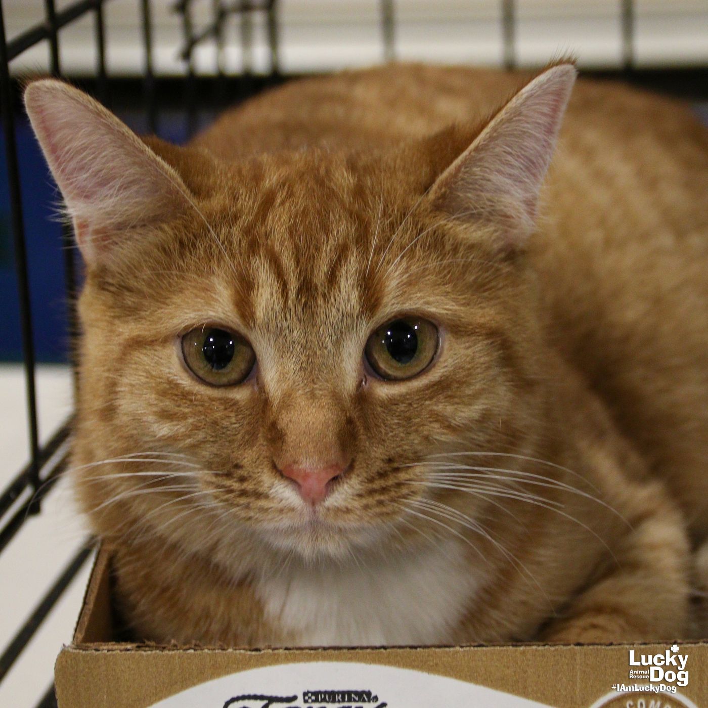 Cat adoption in Washington DC 20002: Domestic Short Hair / Tabby ...
