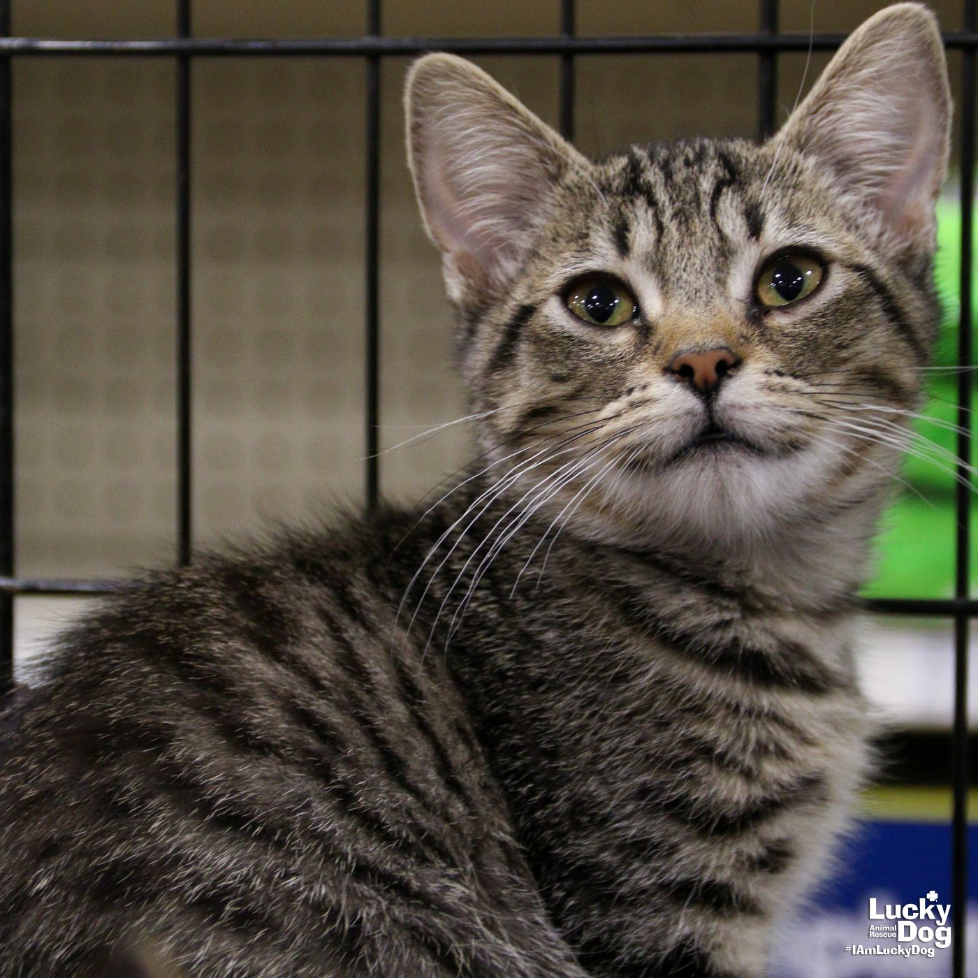 Cat adoption in Washington DC 20002: Domestic Short Hair / Tabby ...