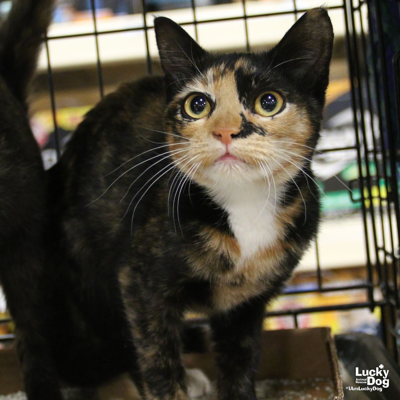 Cat adoption in Washington DC 20002: Domestic Short Hair / Calico ...