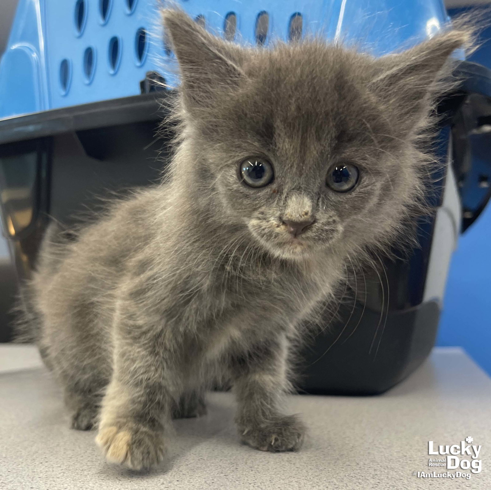 Cats for Adoption in Triangle, Virginia | Alpha Paw
