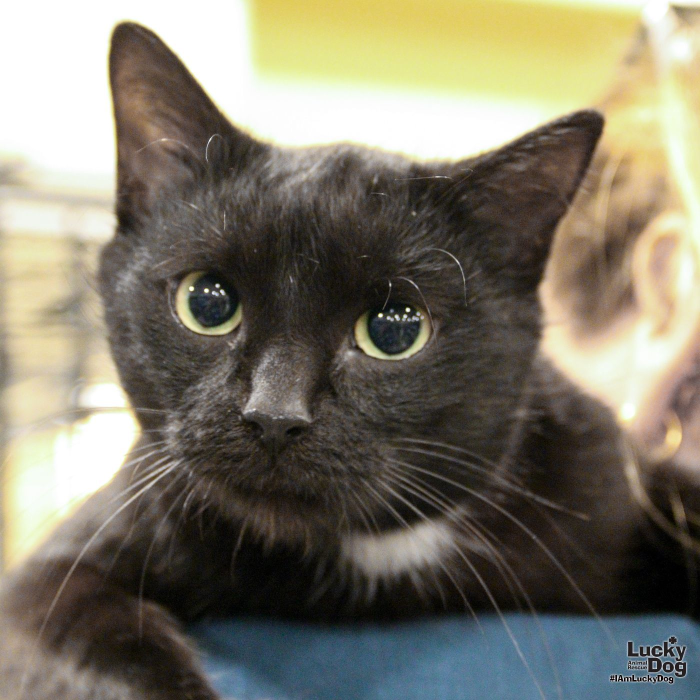 Cat adoption in Washington DC 20002: Domestic Short Hair / Mixed (short ...