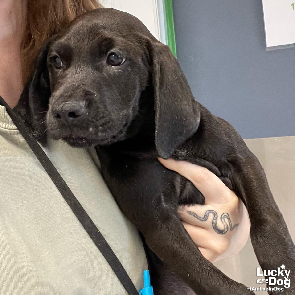 Dog for Adoption - Myers, a Labrador Retriever in Hyattsville, MD ...