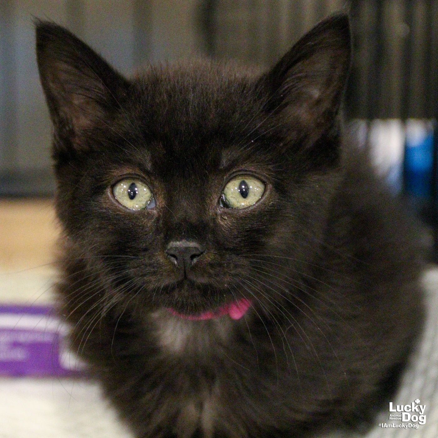 Cats for Adoption in Quantico Station, Virginia | Alpha Paw