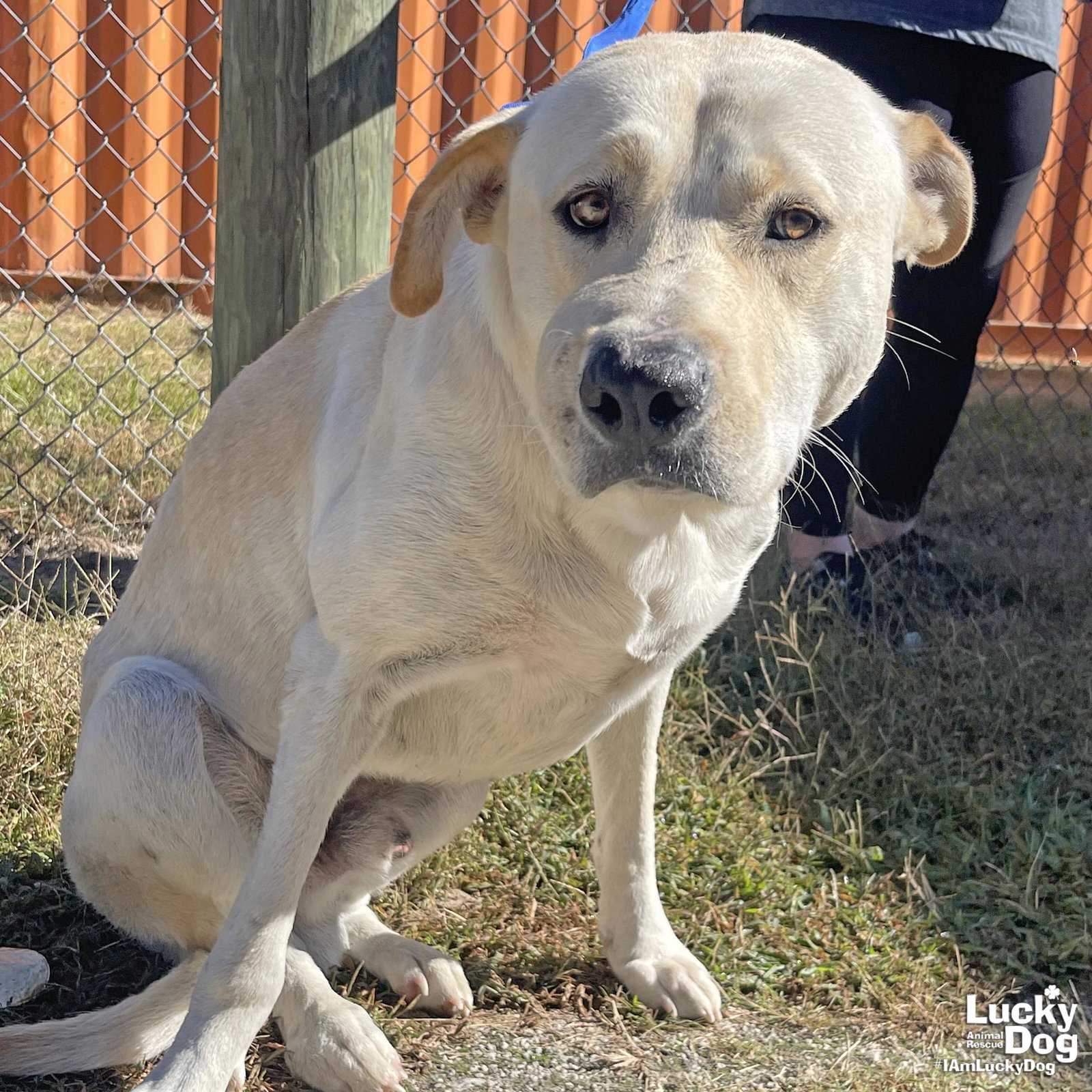 Dog for Adoption - Arnold, a Labrador Retriever in King George County ...