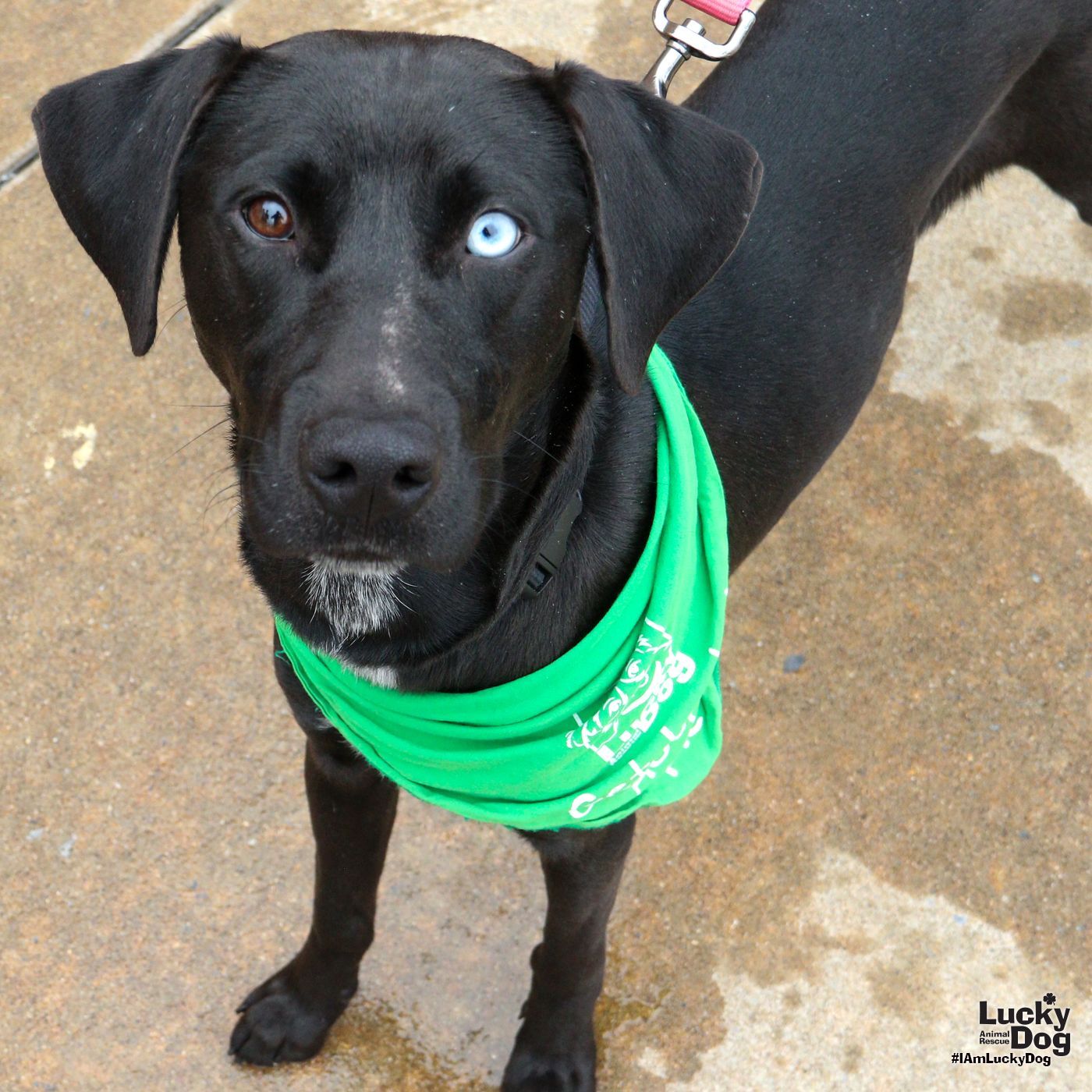 Adopt | Lucky Dog Animal Rescue