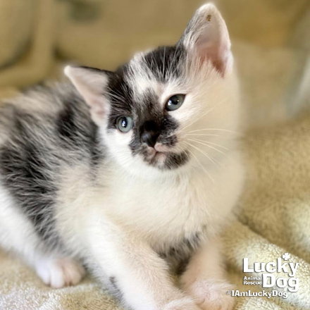 Cat adoption in Washington DC 20002: Domestic Short Hair / Mixed (short ...