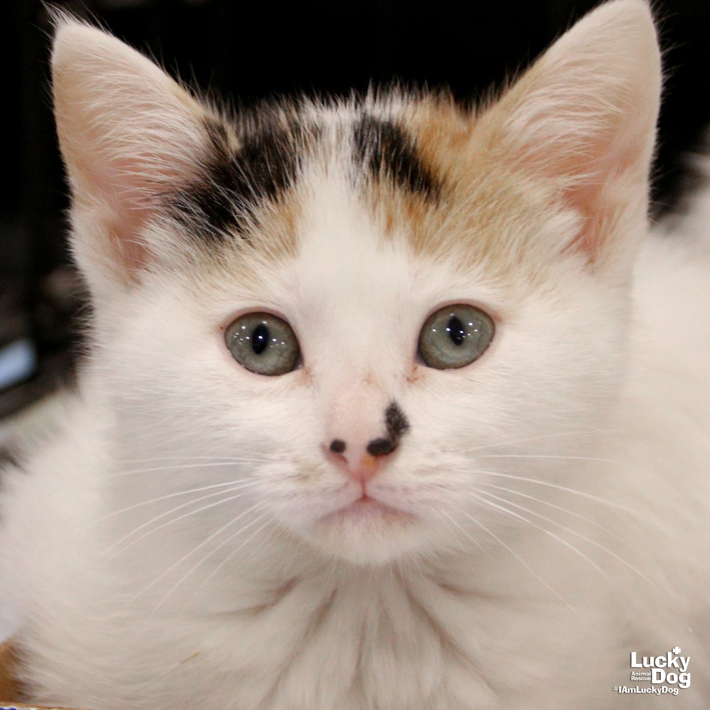 Cat adoption in Washington DC 20002: Domestic Short Hair / Calico ...