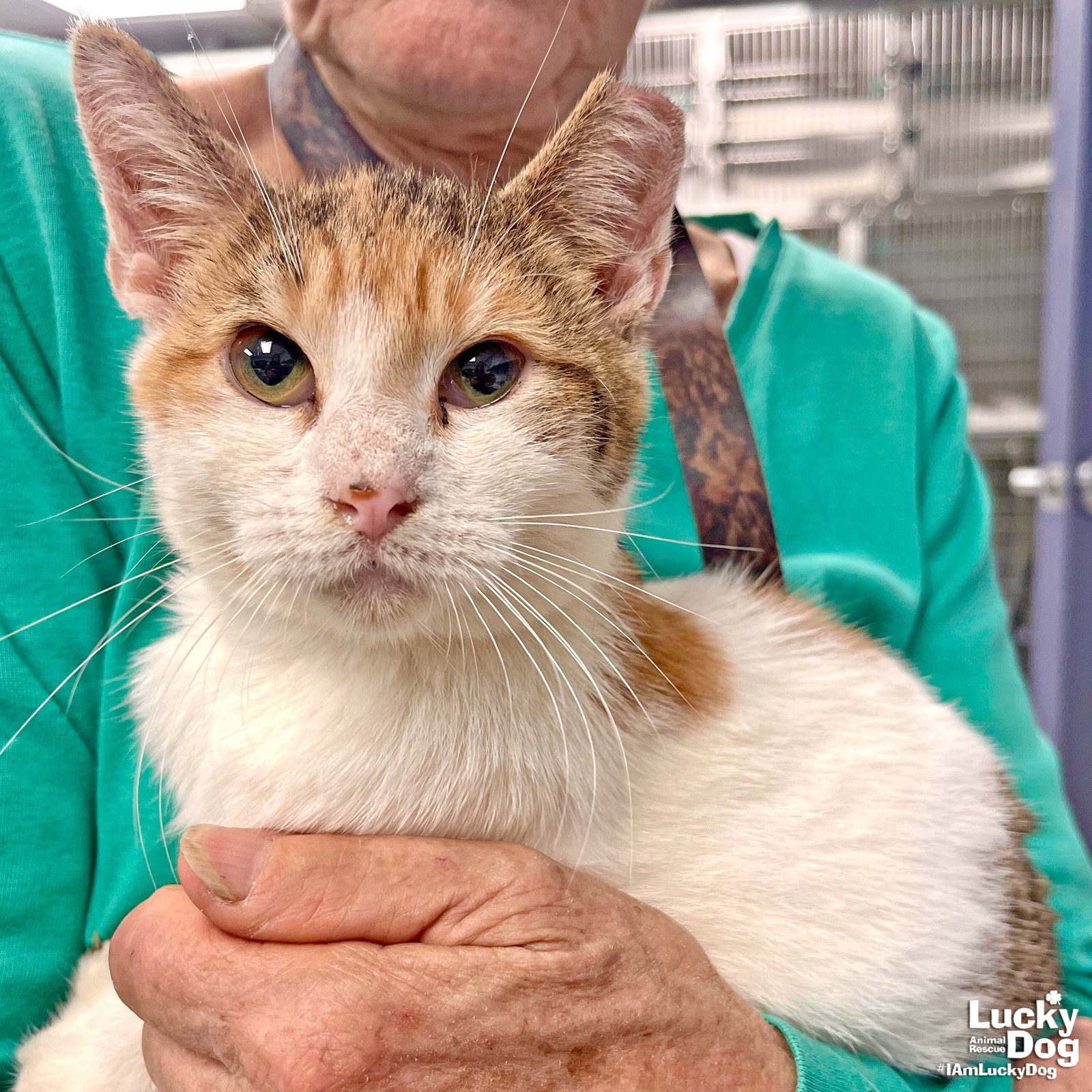 Cat adoption in Washington DC 20002: Domestic Short Hair / Calico ...