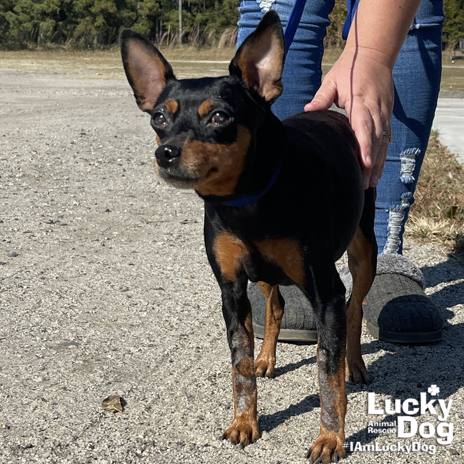 Dog adoption in Washington DC 20002: Miniature Pinscher / Mixed (short ...
