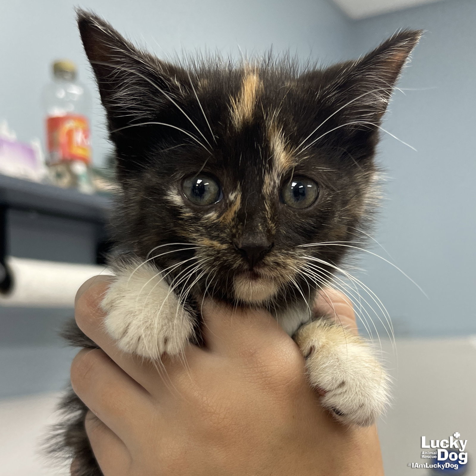 Cat adoption in Washington DC 20002: Domestic Short Hair ...