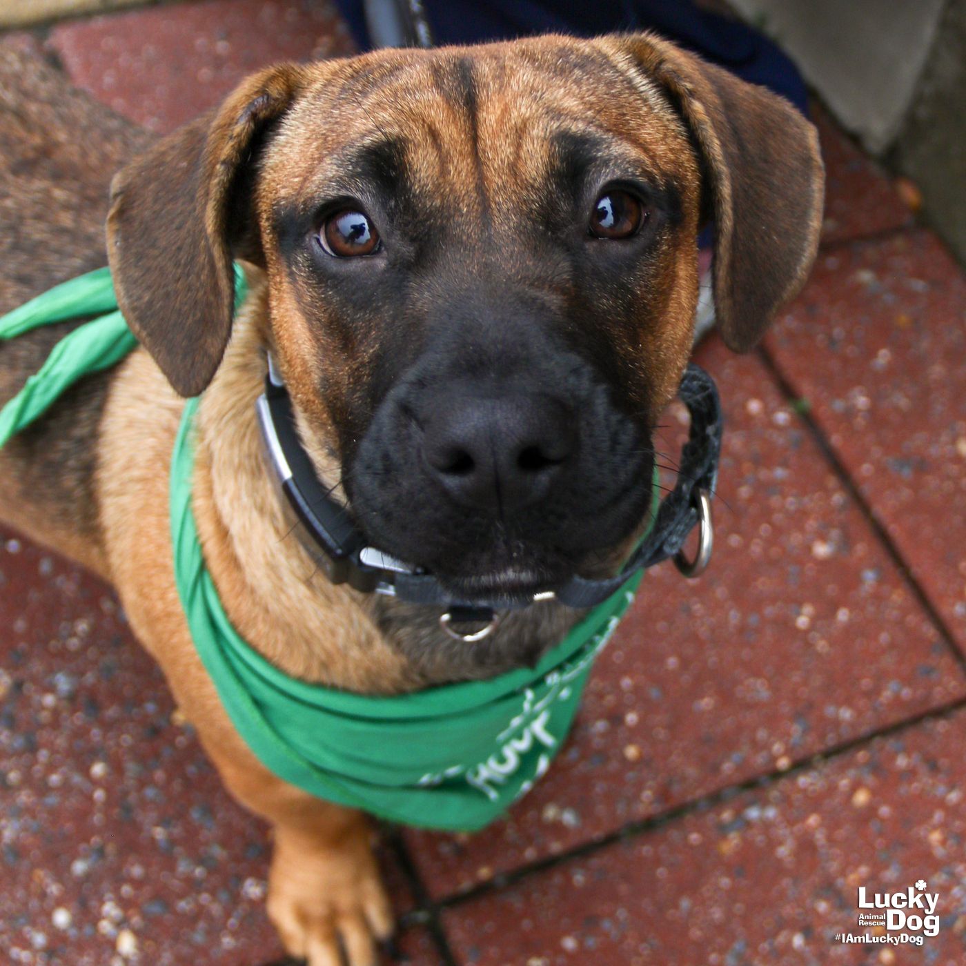 Dog for Adoption - Rolo, a Basset Hound in Bowie, MD | Alpha Paw