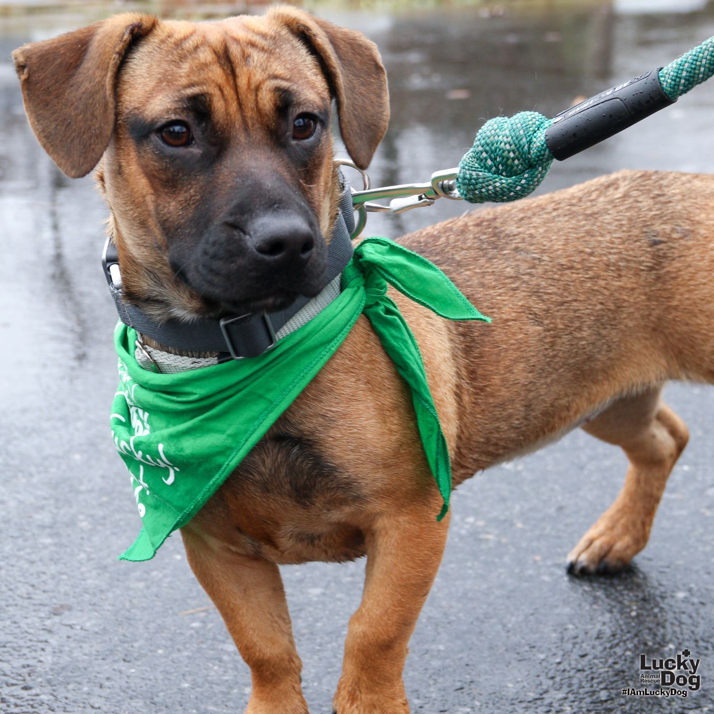 Dog for Adoption - Rolo, a Basset Hound in Bowie, MD | Alpha Paw