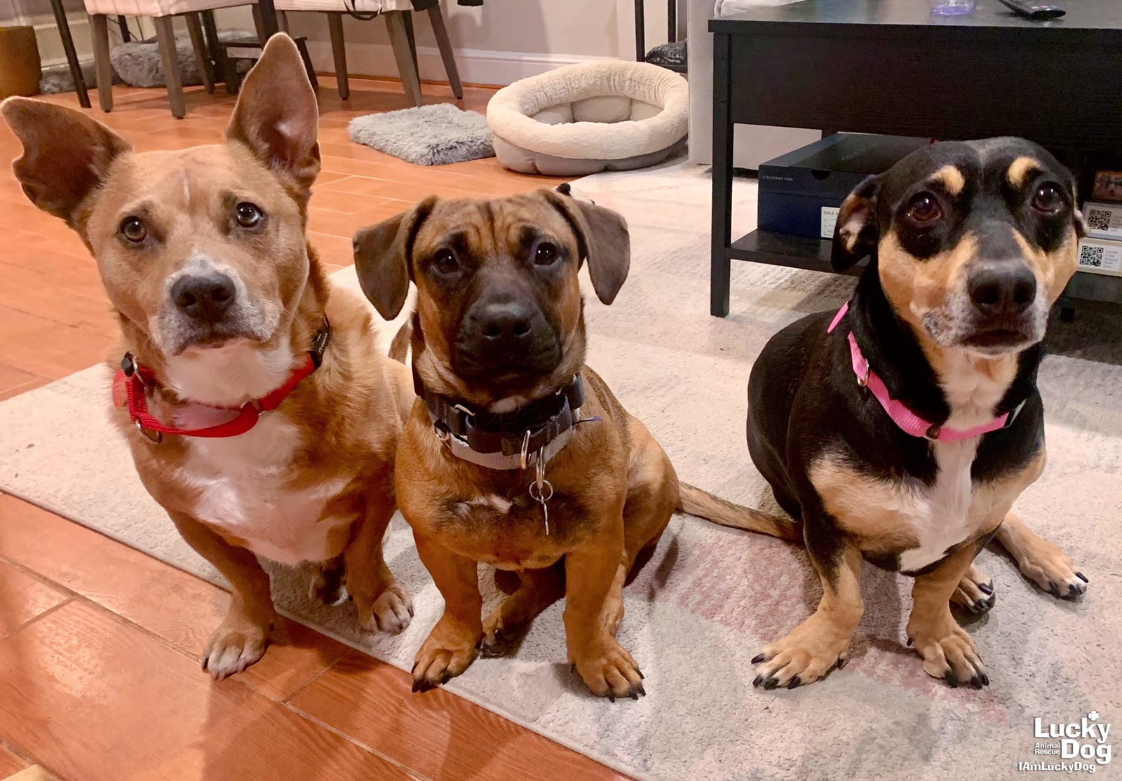 Dog for Adoption - Rolo, a Basset Hound in Bowie, MD | Alpha Paw