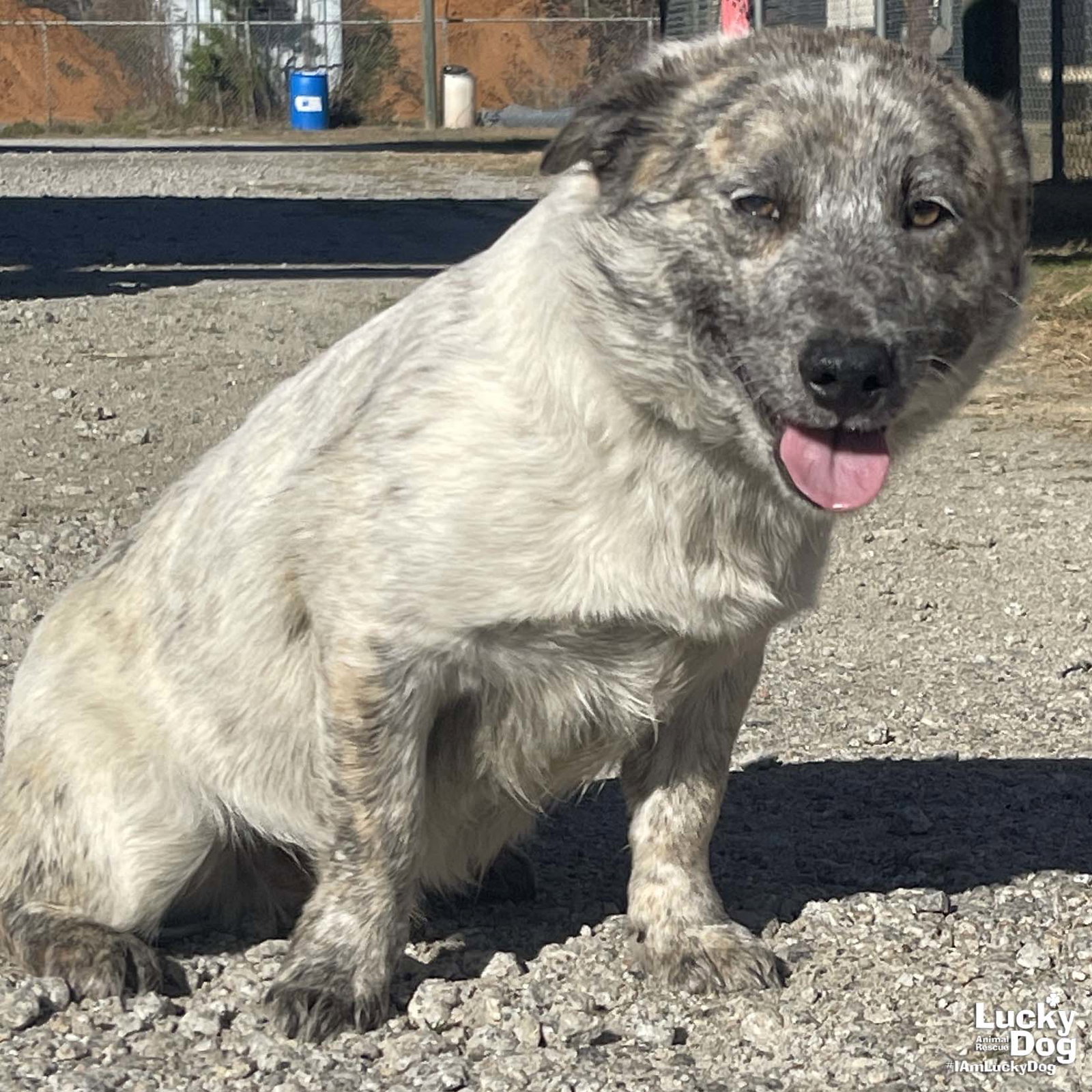 Dog for Adoption - Oreo, a Corgi in Perry Hall, MD | Alpha Paw