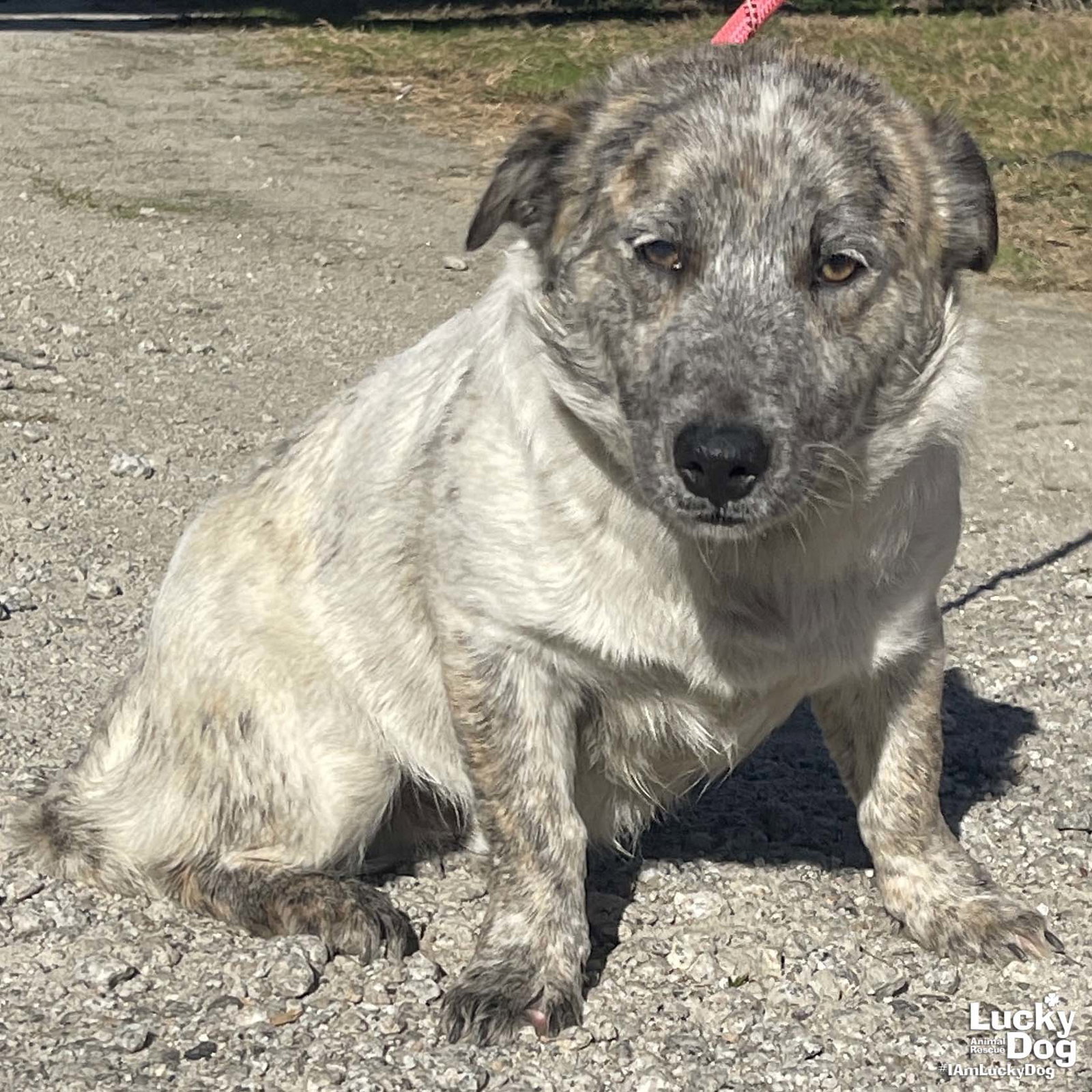 Dog for Adoption - Oreo, a Corgi in Perry Hall, MD | Alpha Paw