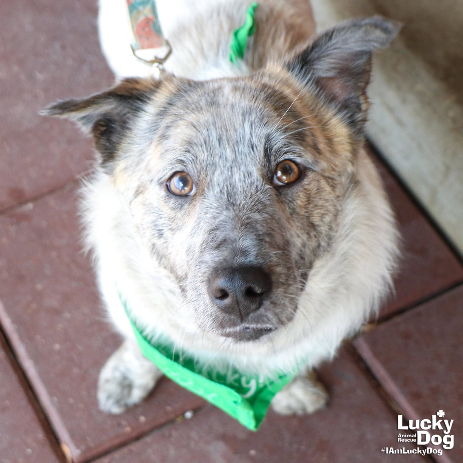 Dog for Adoption - Oreo, a Corgi in Perry Hall, MD | Alpha Paw