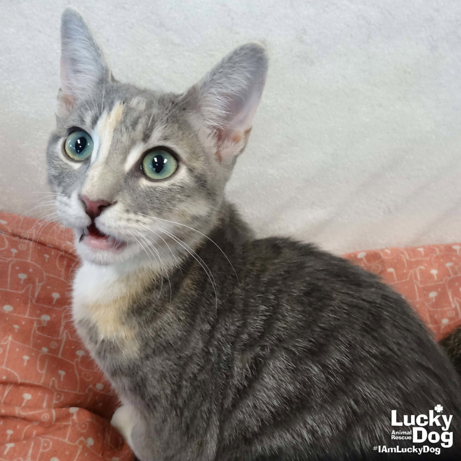 Cat adoption in Washington DC 20002: Domestic Short Hair / Torbie ...