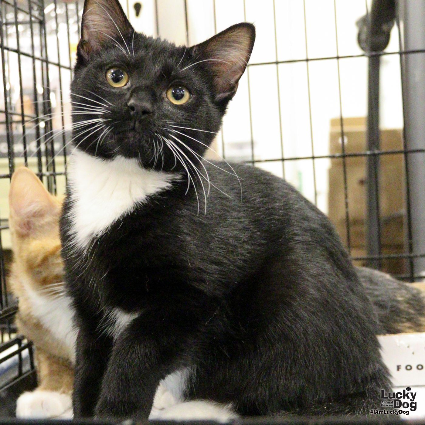 Cat adoption in Washington DC 20002: Domestic Short Hair / Tuxedo ...