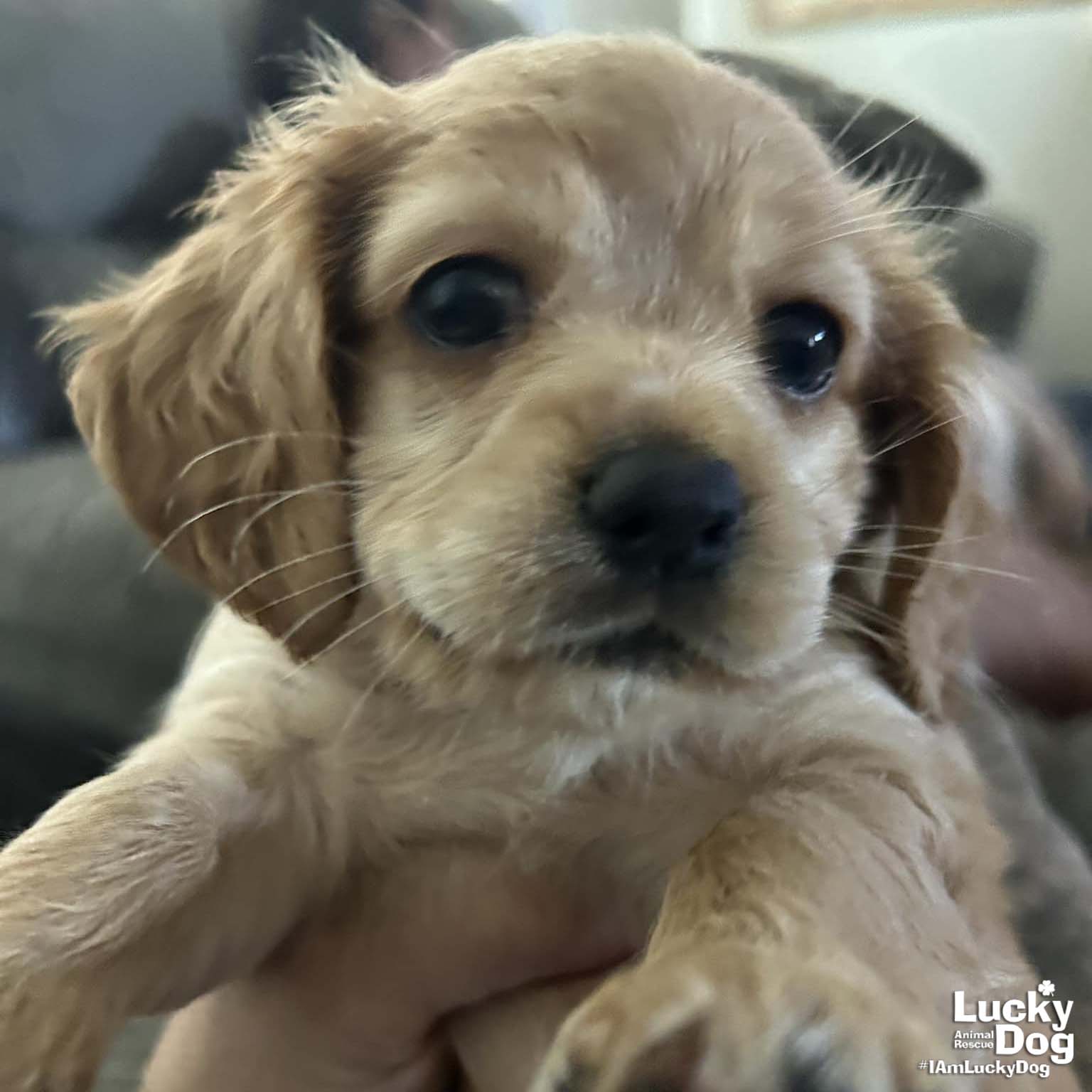Dog for Adoption - Hocus Pocus, a Cocker Spaniel in Bladensburg, MD ...