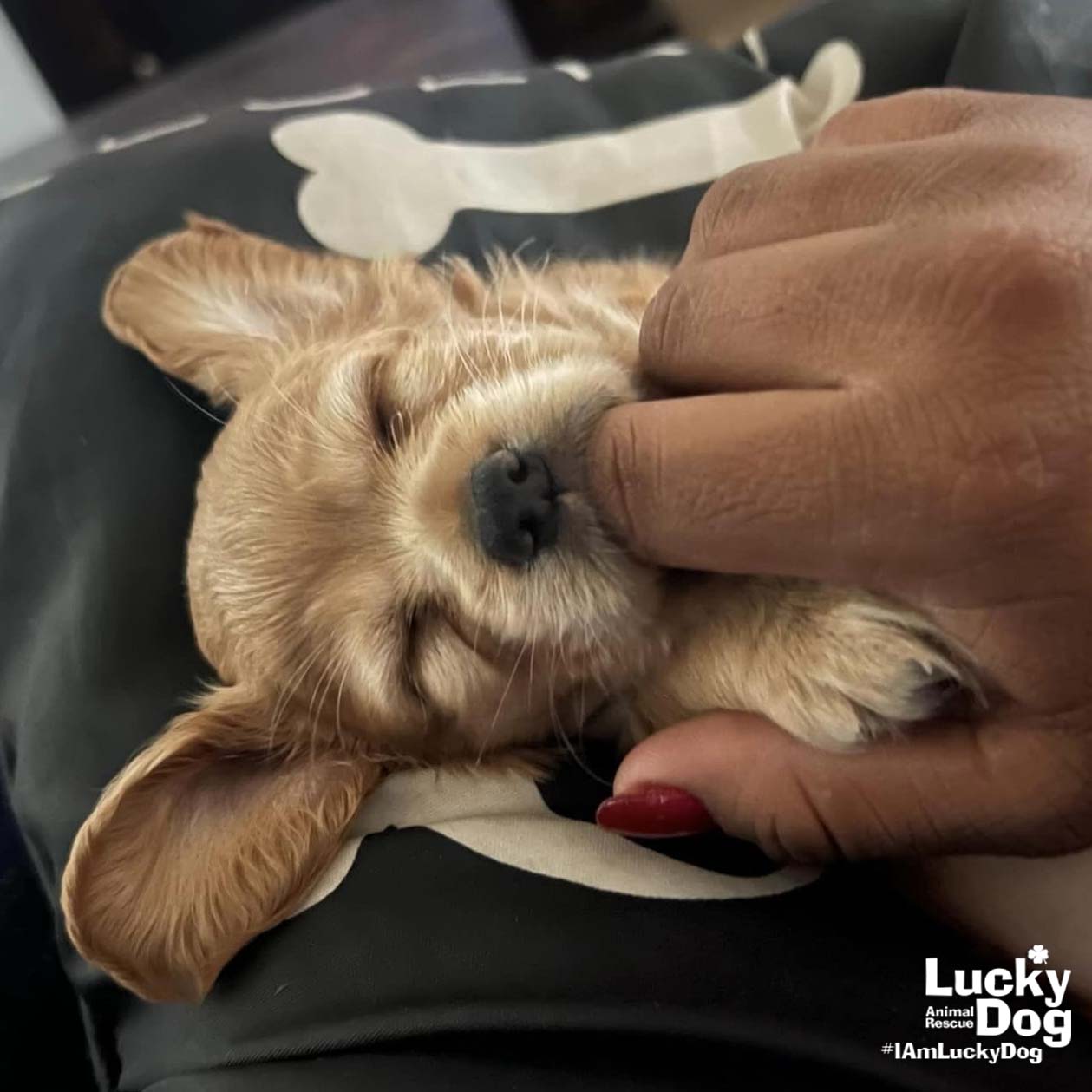 Dog for Adoption - Hocus Pocus, a Cocker Spaniel in Bladensburg, MD ...
