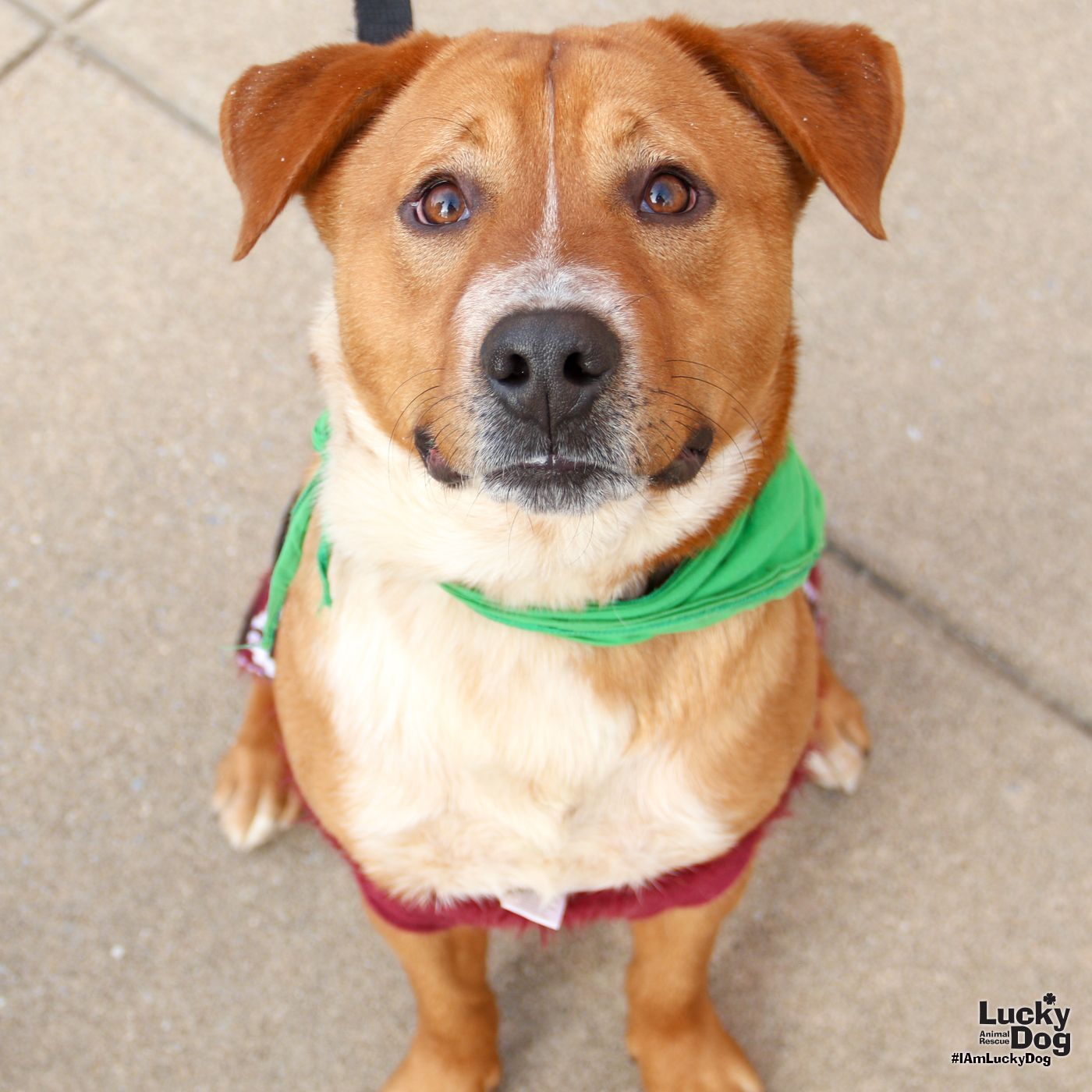 Dog for Adoption - Barney, a Retriever in Marlboro Meadows, MD | Alpha Paw