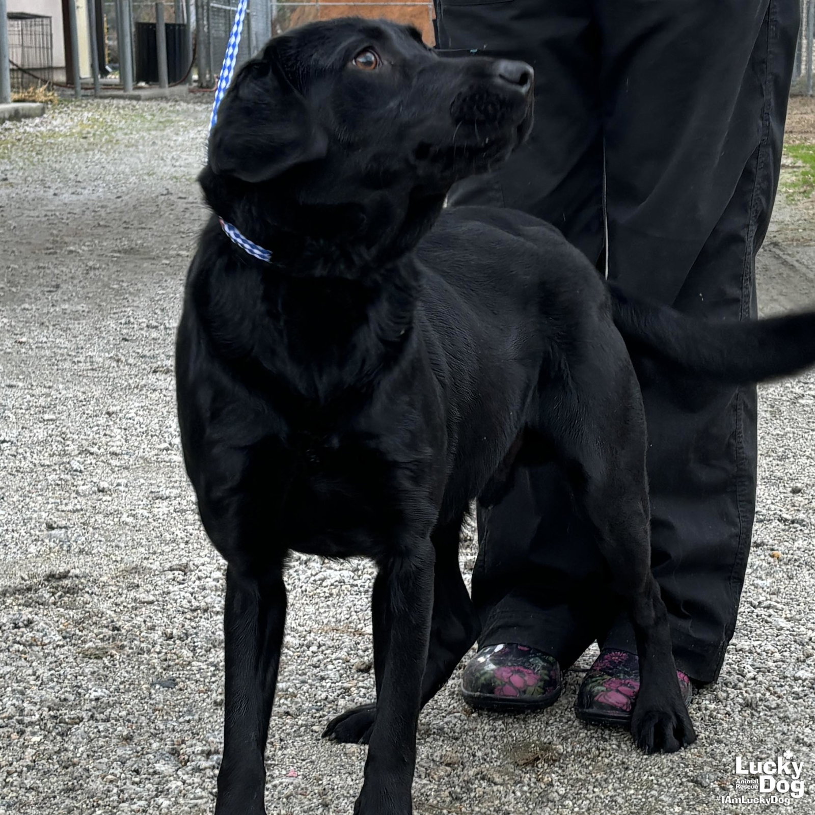 Dog for Adoption - Jenkins, a Labrador Retriever in Marshall, VA ...