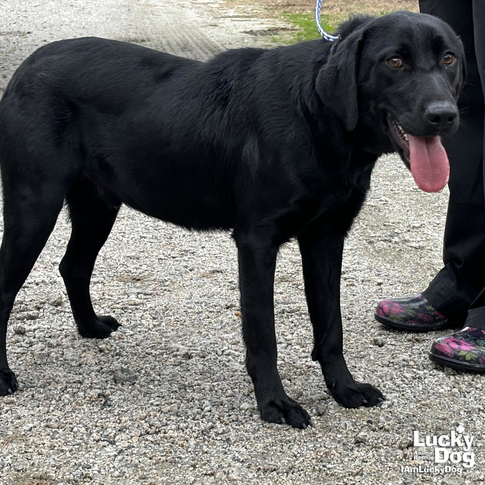 Dog for Adoption - Jenkins, a Labrador Retriever in Marshall, VA ...
