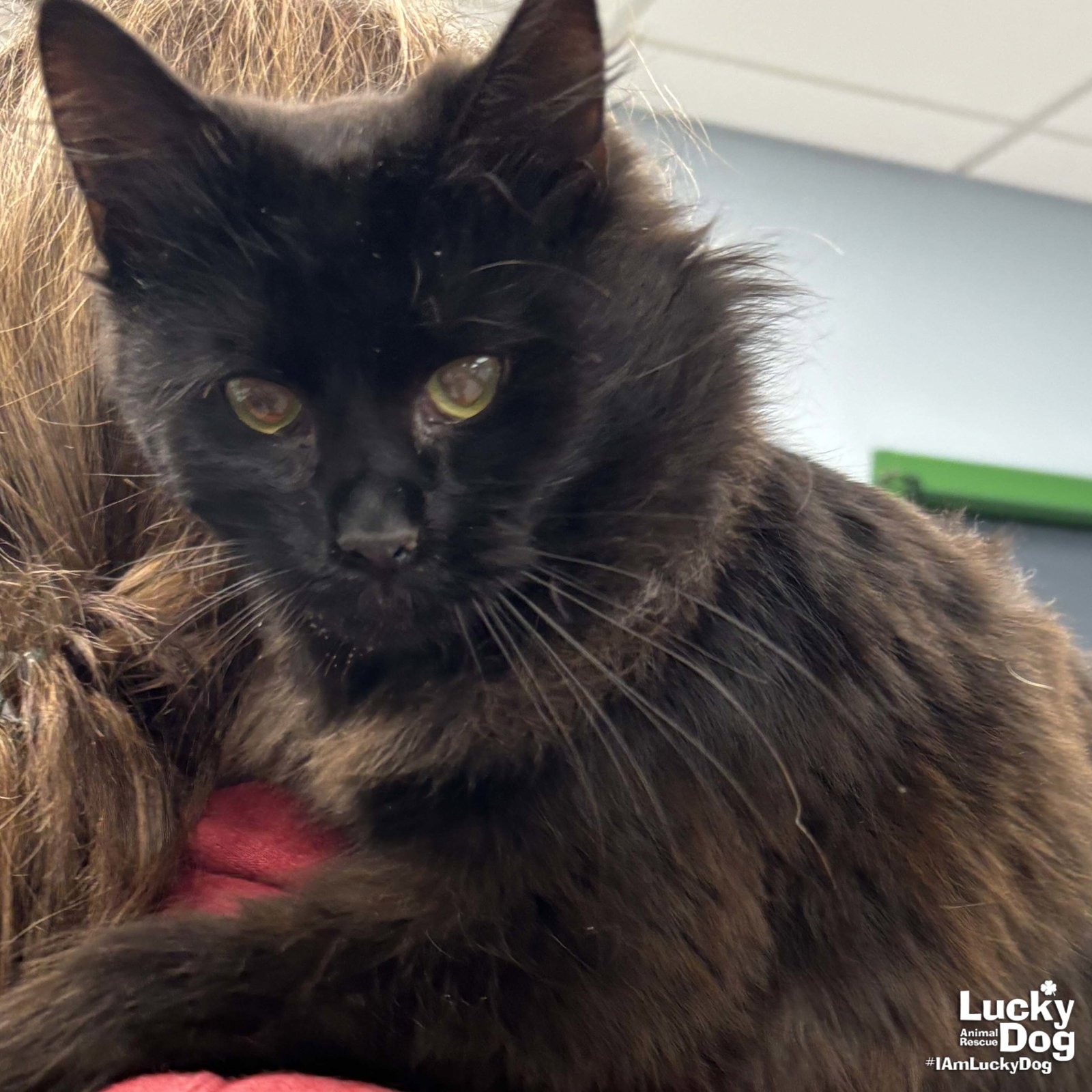 Cats for Adoption in Bull Run Mountain Estates, Virginia | Alpha Paw