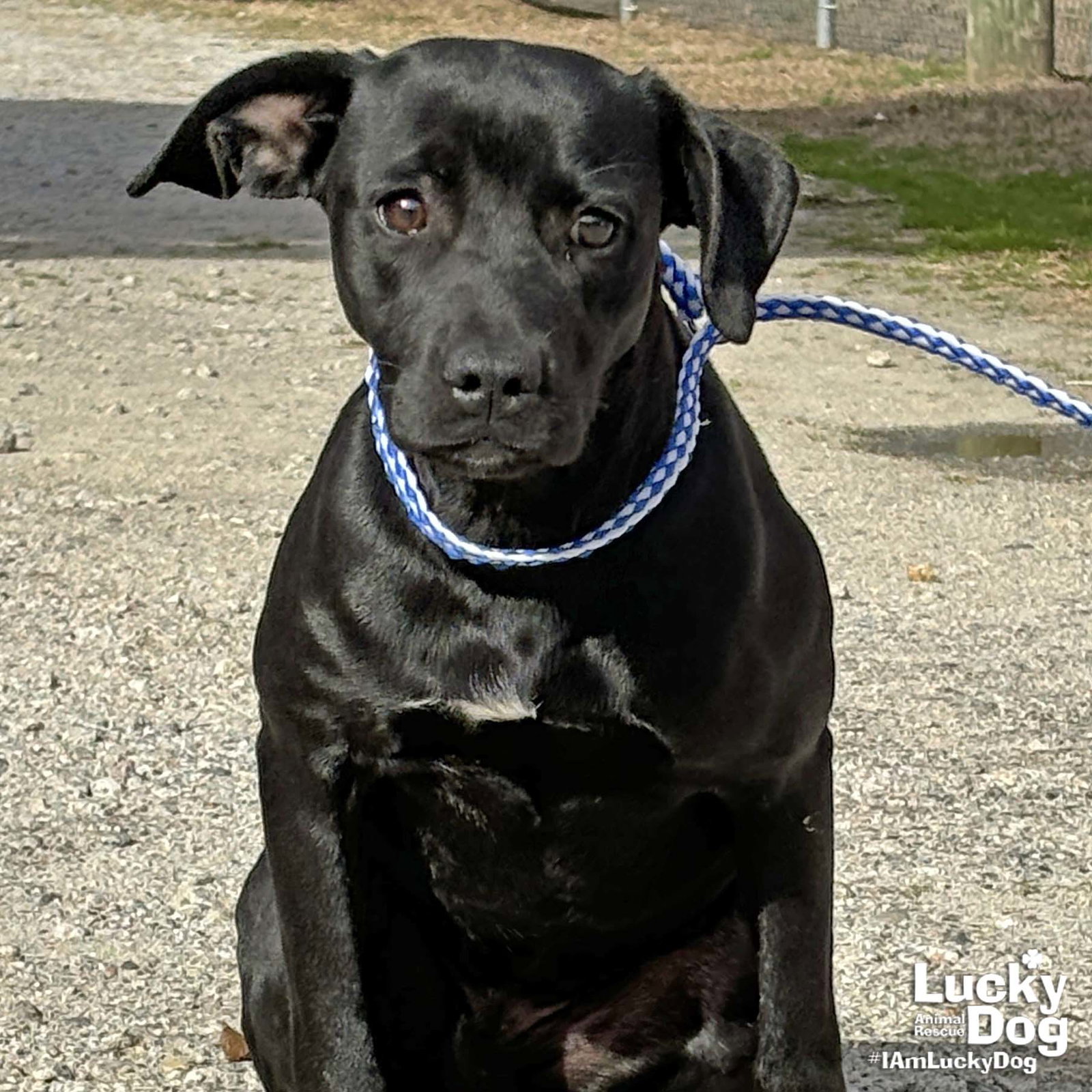 Dog for Adoption - Slick, a Labrador Retriever in King George County ...